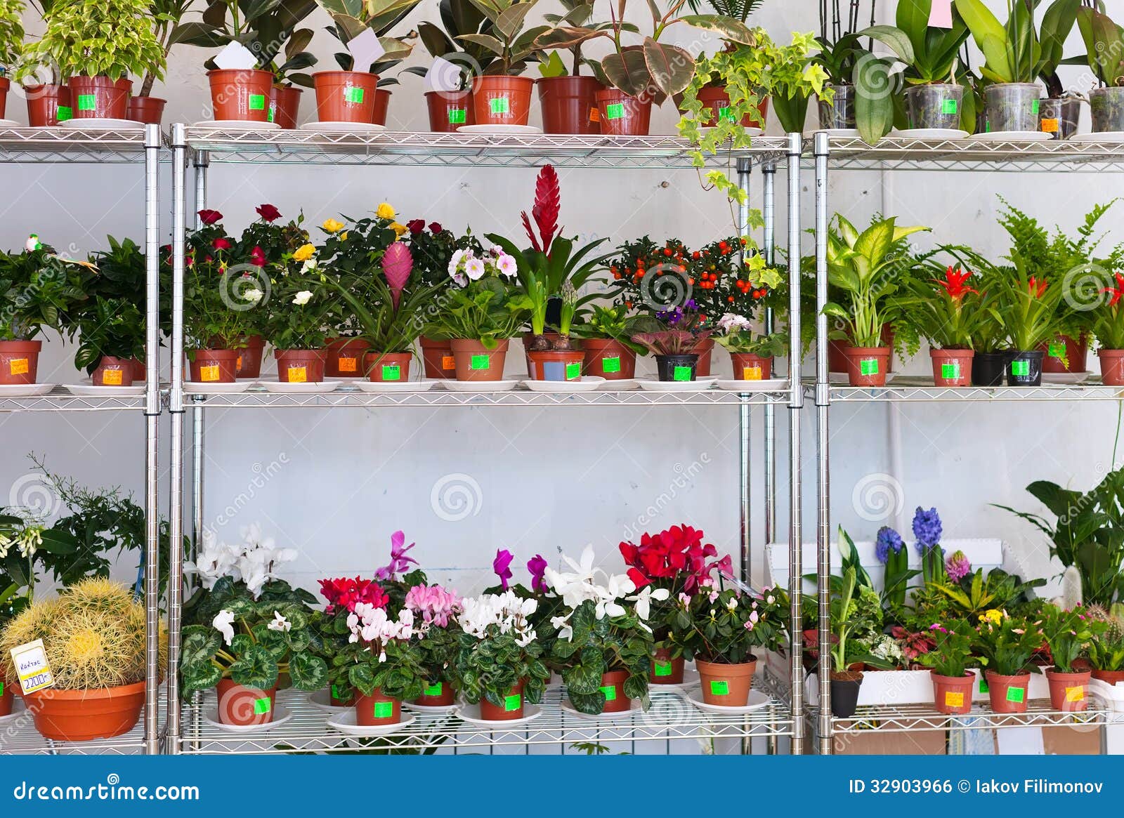 Different Flowers in Pots of Flowers Stock Photo - Image of choose ...