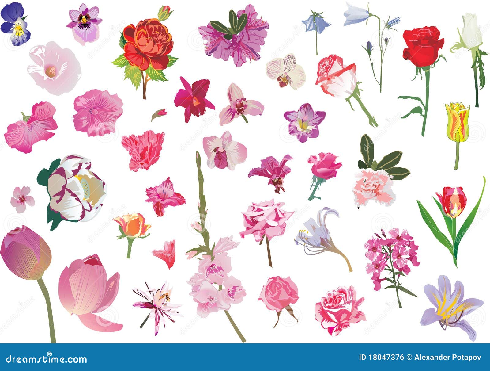 Different Flowes Collection Isolated on White Stock Vector ...