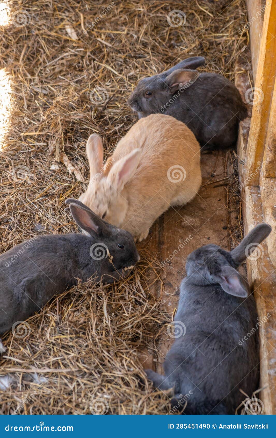 Different Fluffy Rabbits in the Paddock Lie Resting and Eating from ...