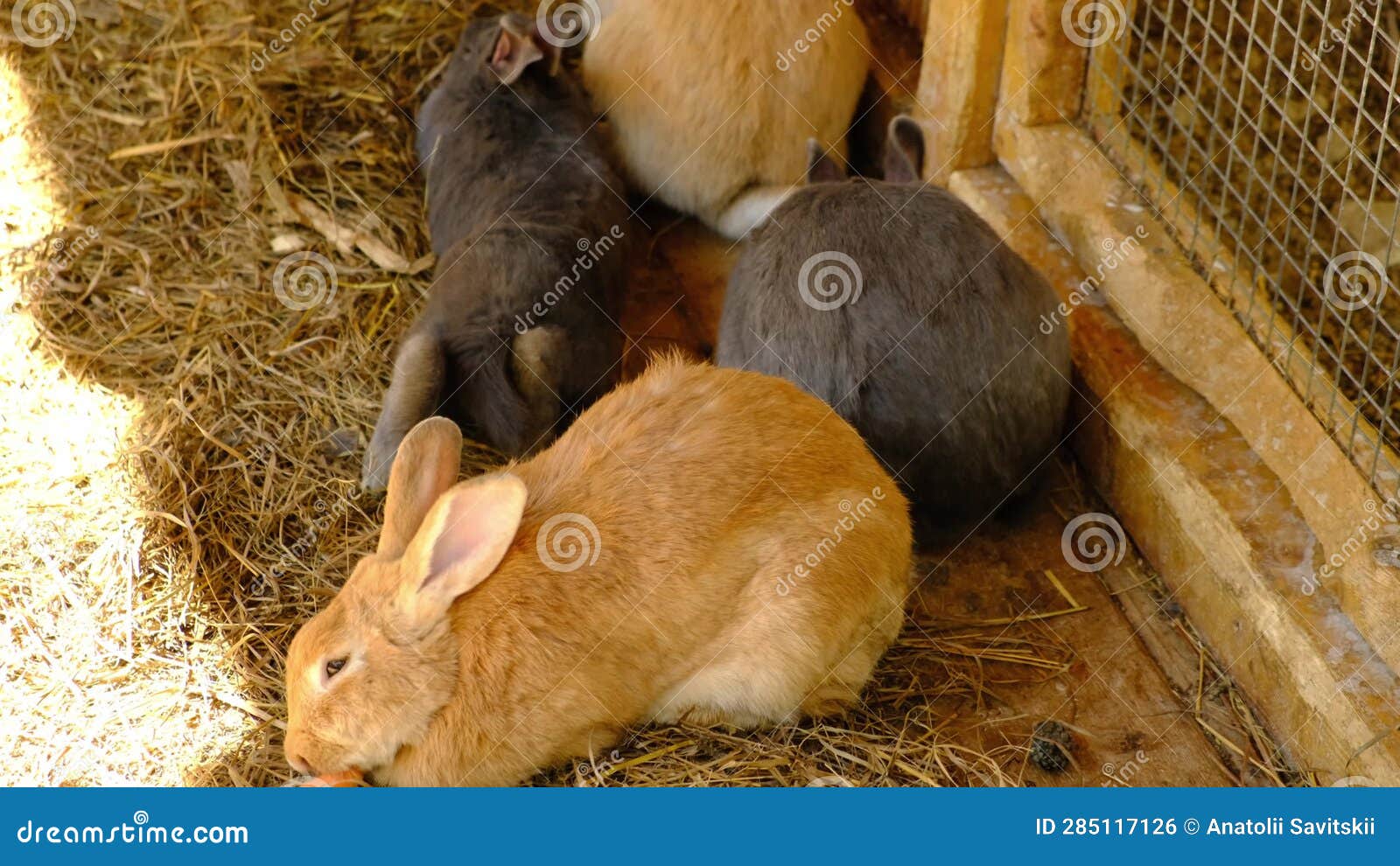 Different Fluffy Rabbits in the Paddock Lie Resting and Eating from ...