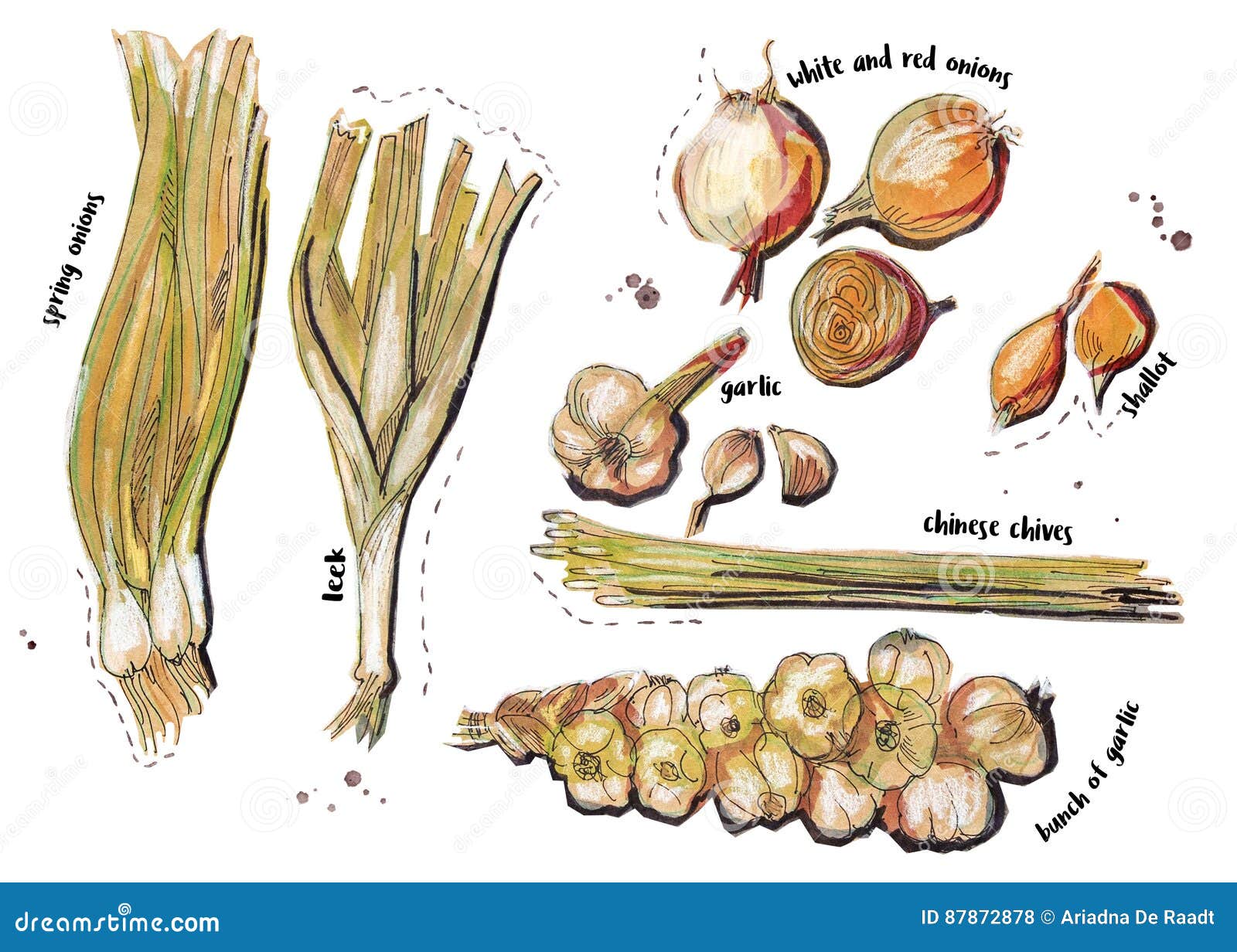 Different Food Components, Isolated on White Stock Illustration ...