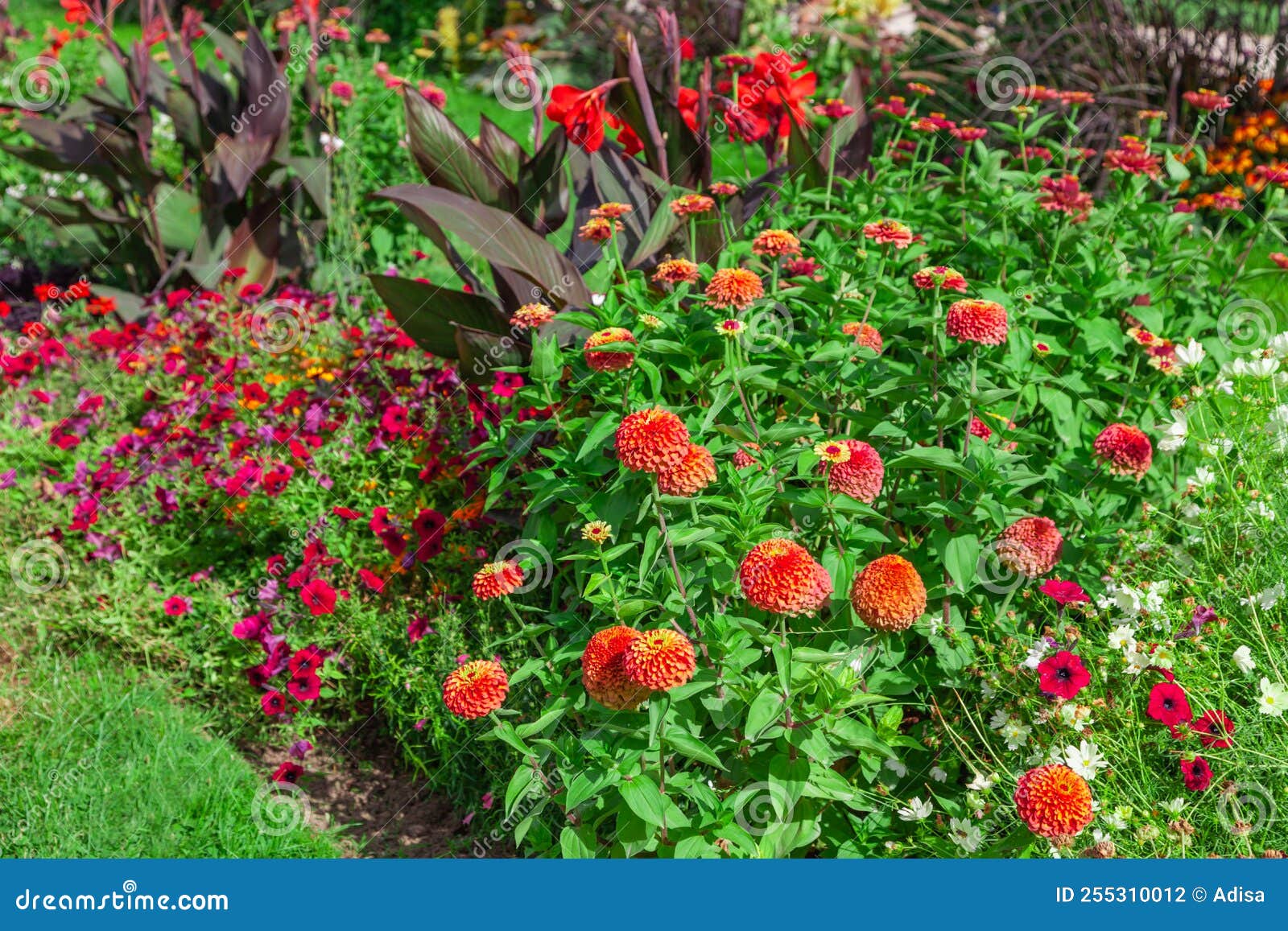 Garden stock photo. Image of blooming, lawn, floral - 255310012