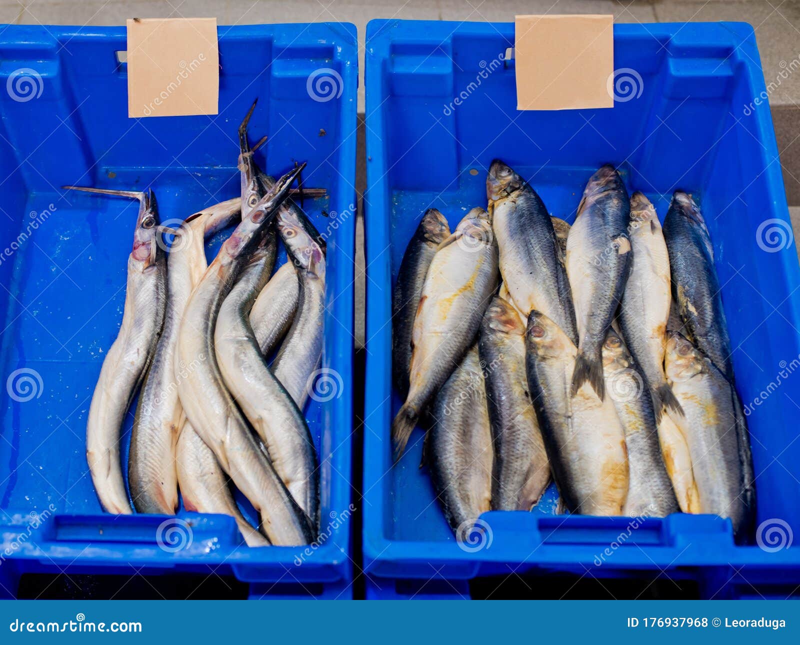 Different Fresh Fish in a Blue Box. Stock Photo - Image of freshness ...