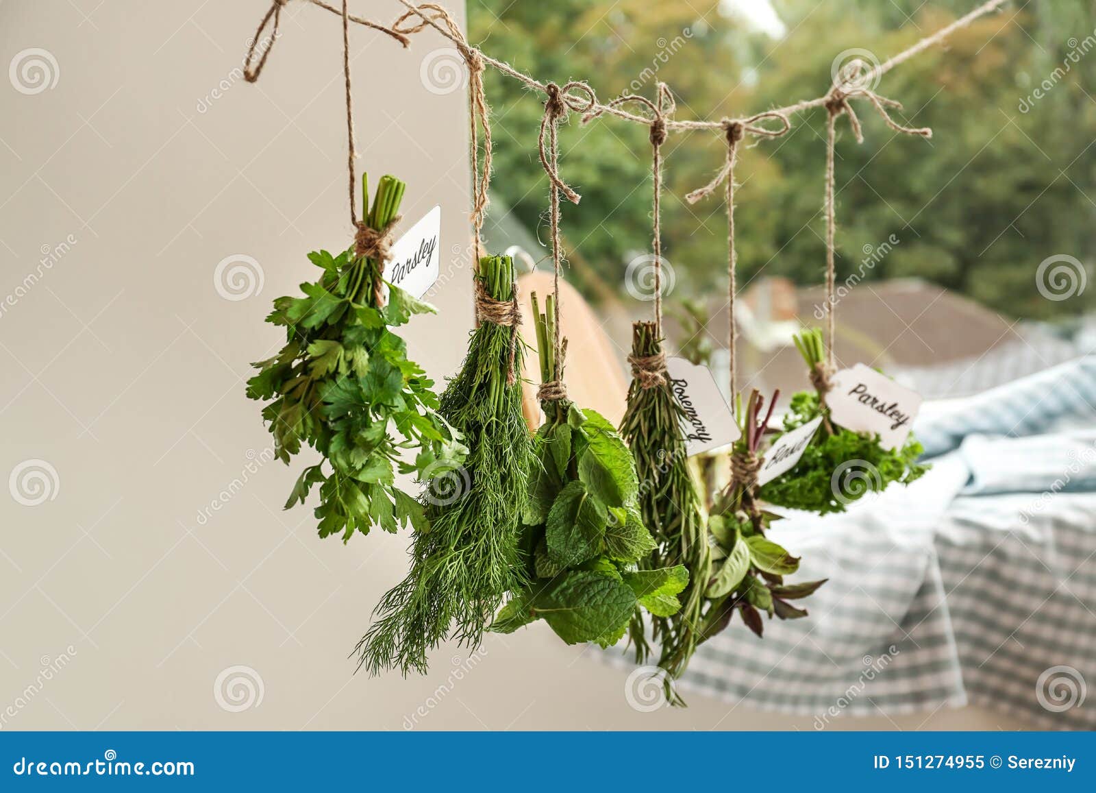 Different Fresh Herbs Hanging on String Indoors Stock Image - Image of ...
