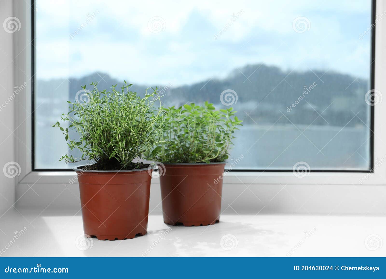 Different Fresh Potted Herbs on Windowsill Indoors. Space for Text ...