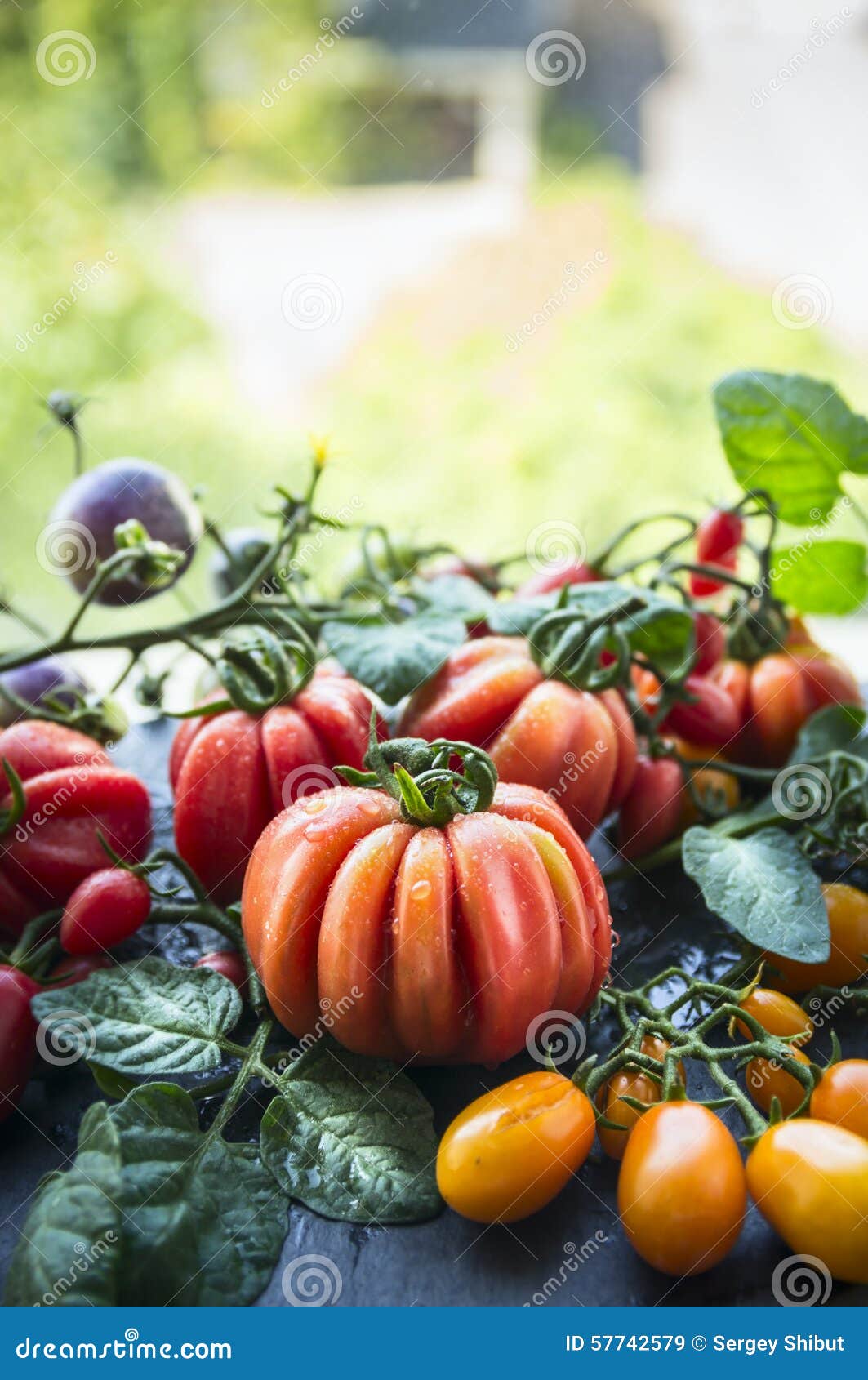 Different Fresh Raw Organic Tomatoes Harvest from Garden on Nature ...