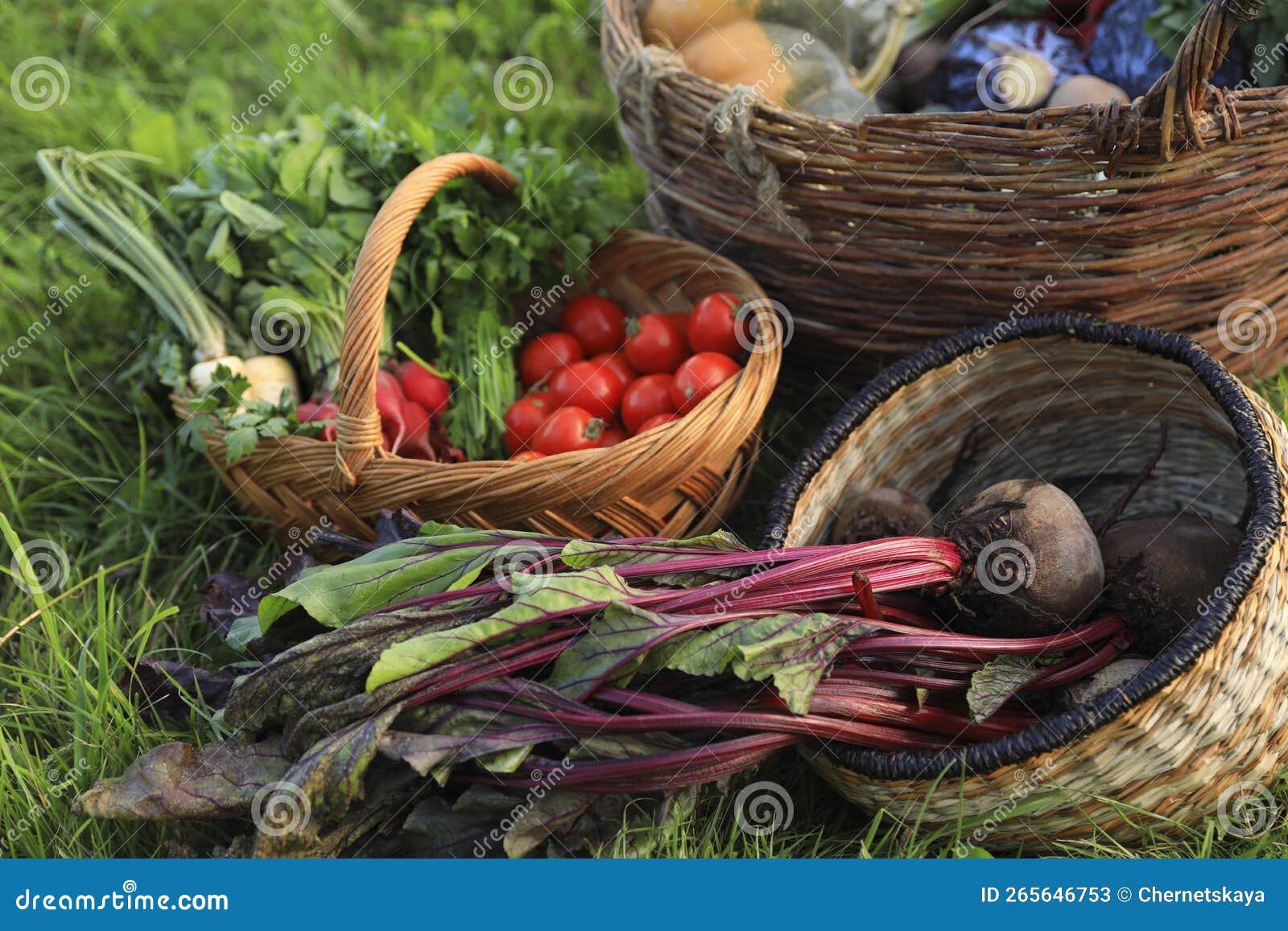 Different Fresh Ripe Vegetables on Green Grass Stock Image - Image of ...