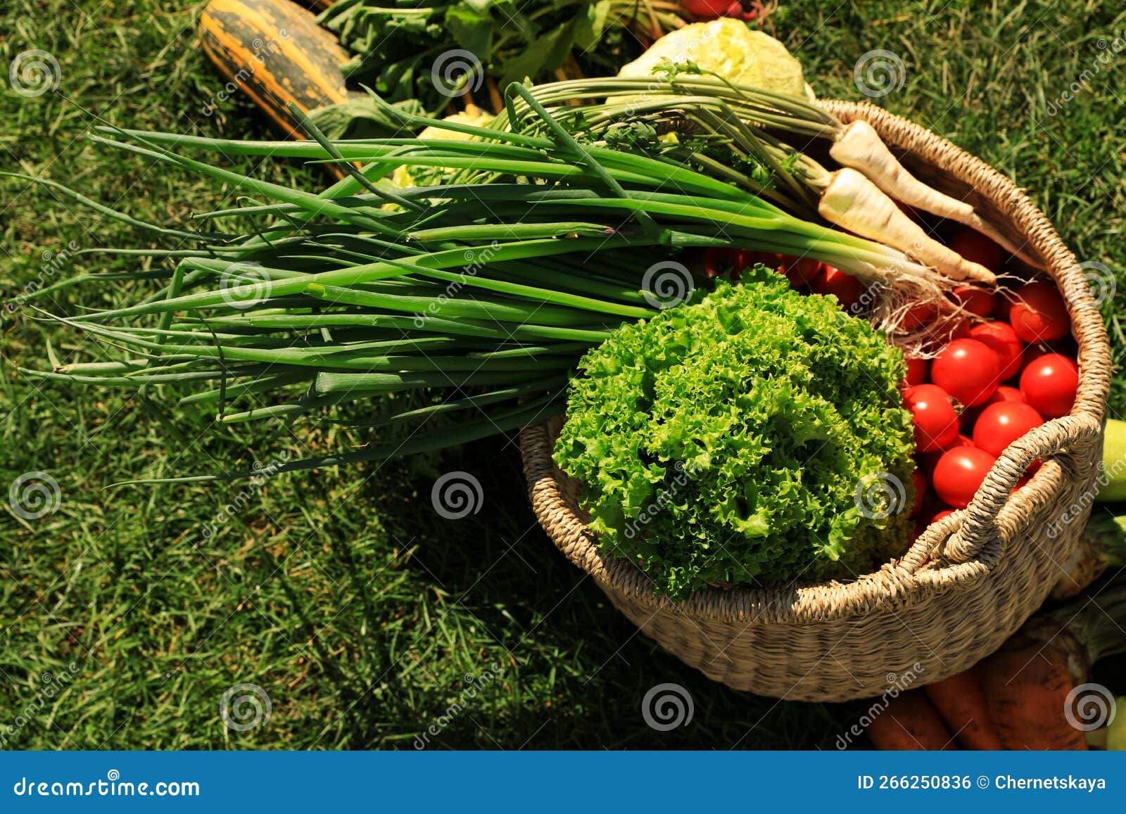 Different Fresh Ripe Vegetables on Green Grass, Above View Stock Photo ...