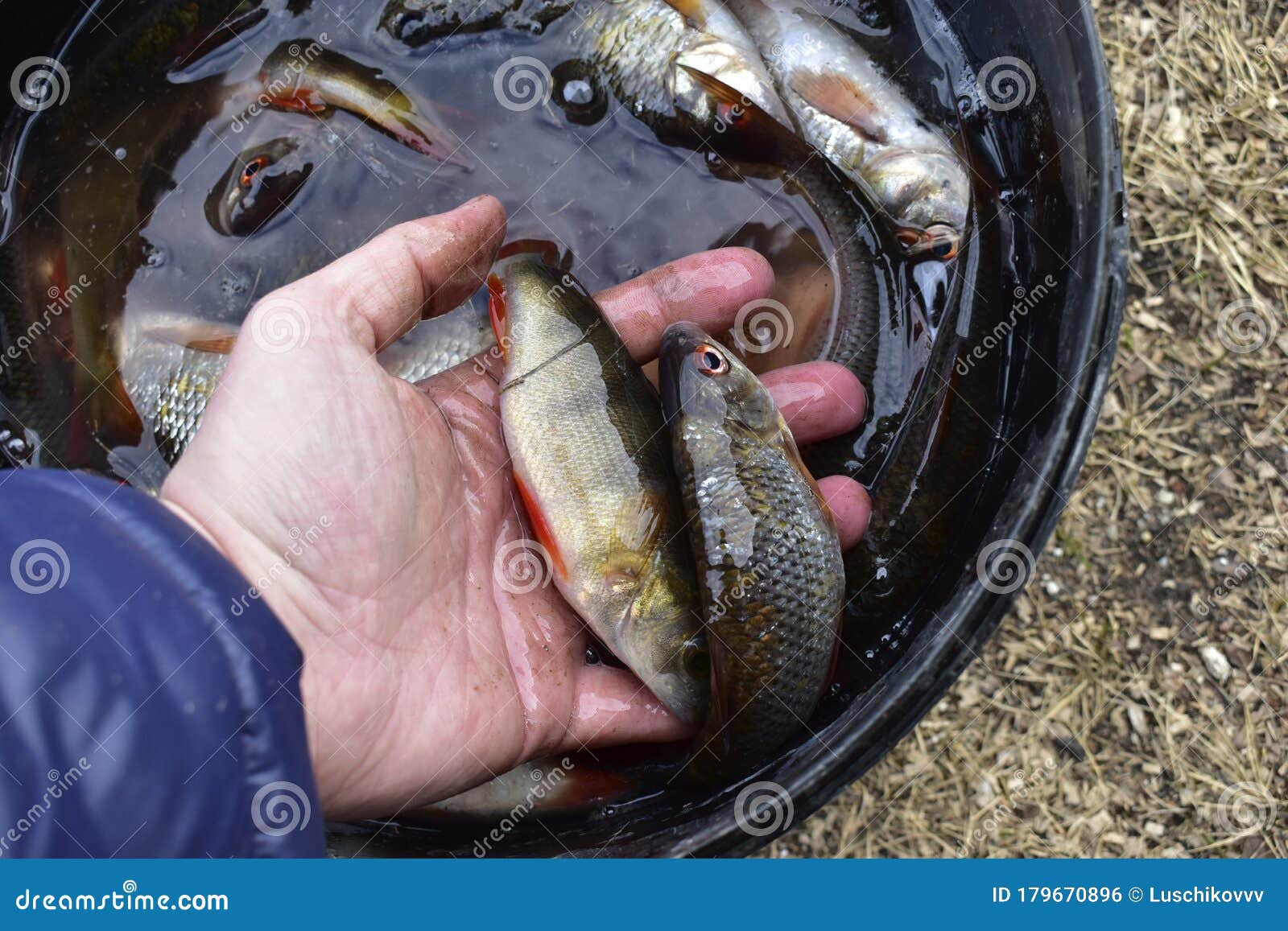 Different Freshly Caught River Fish in the Summer Stock Photo - Image ...