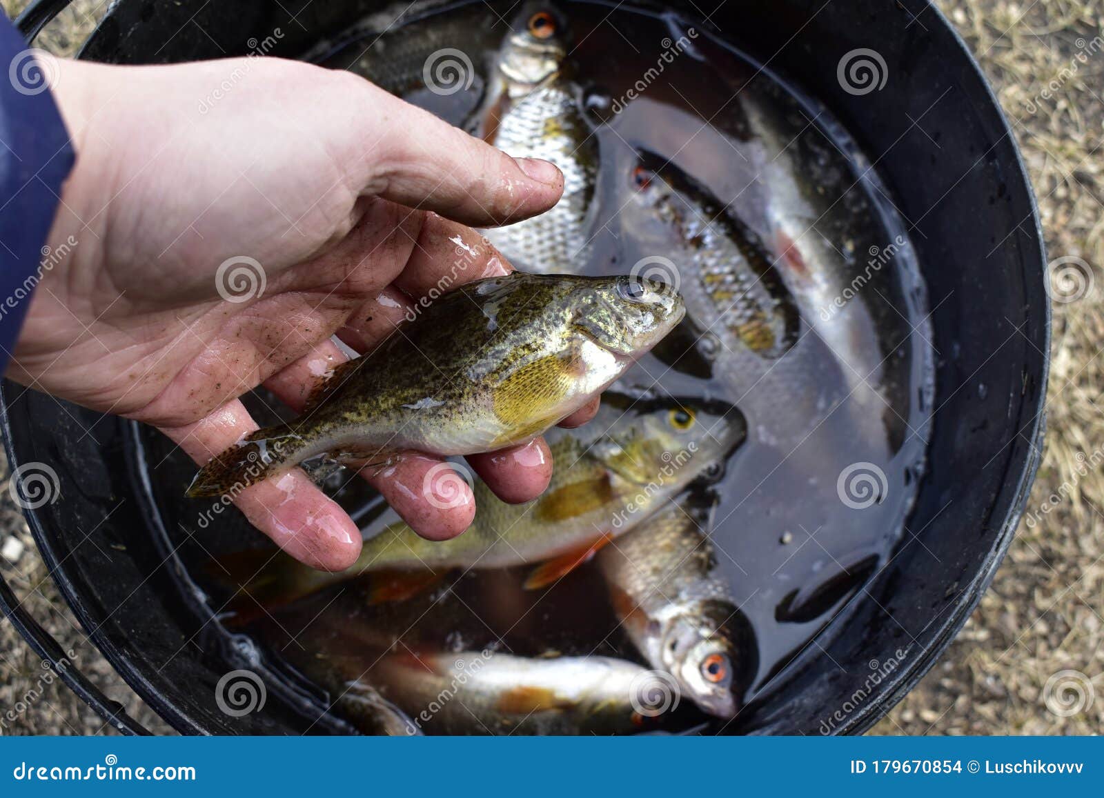 Different Freshly Caught River Fish in the Summer Stock Photo - Image ...