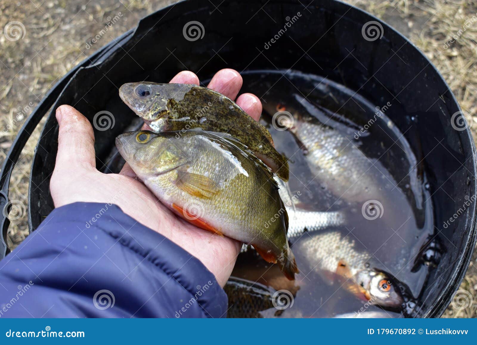 Different Freshly Caught River Fish in the Summer Stock Photo - Image ...