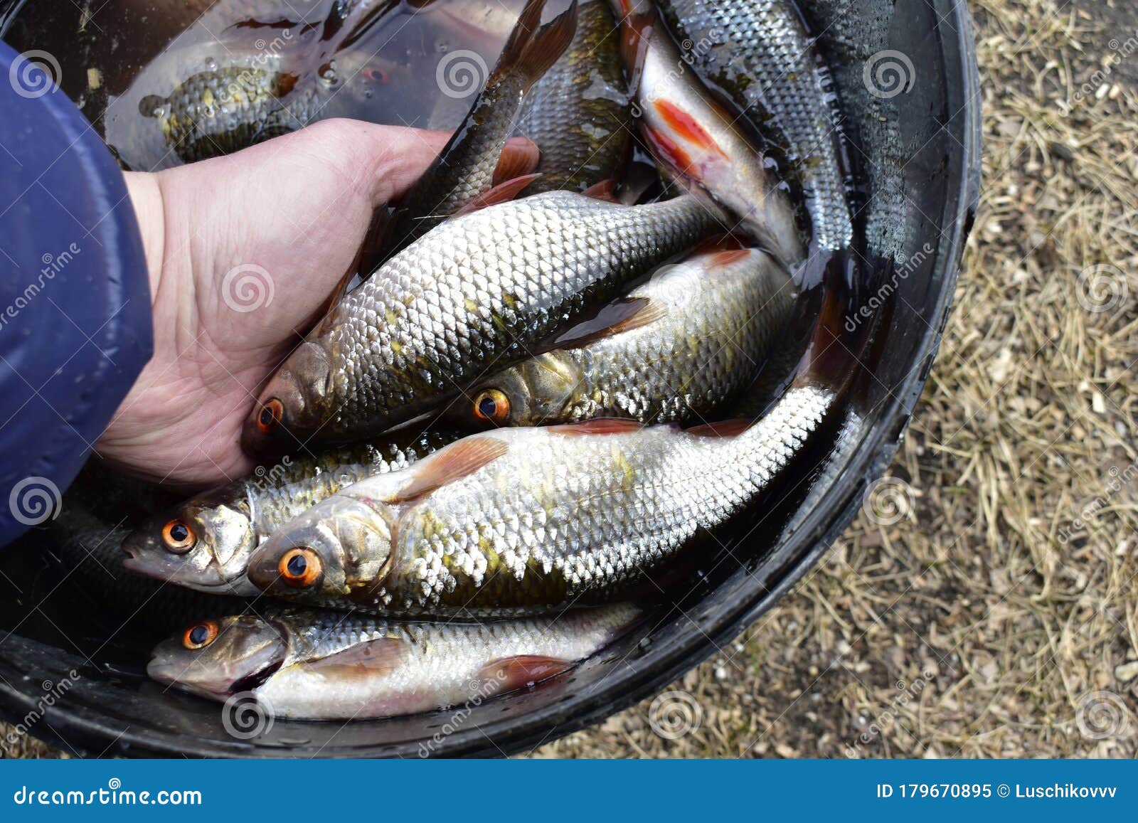 Different Freshly Caught River Fish in the Summer Stock Image - Image ...