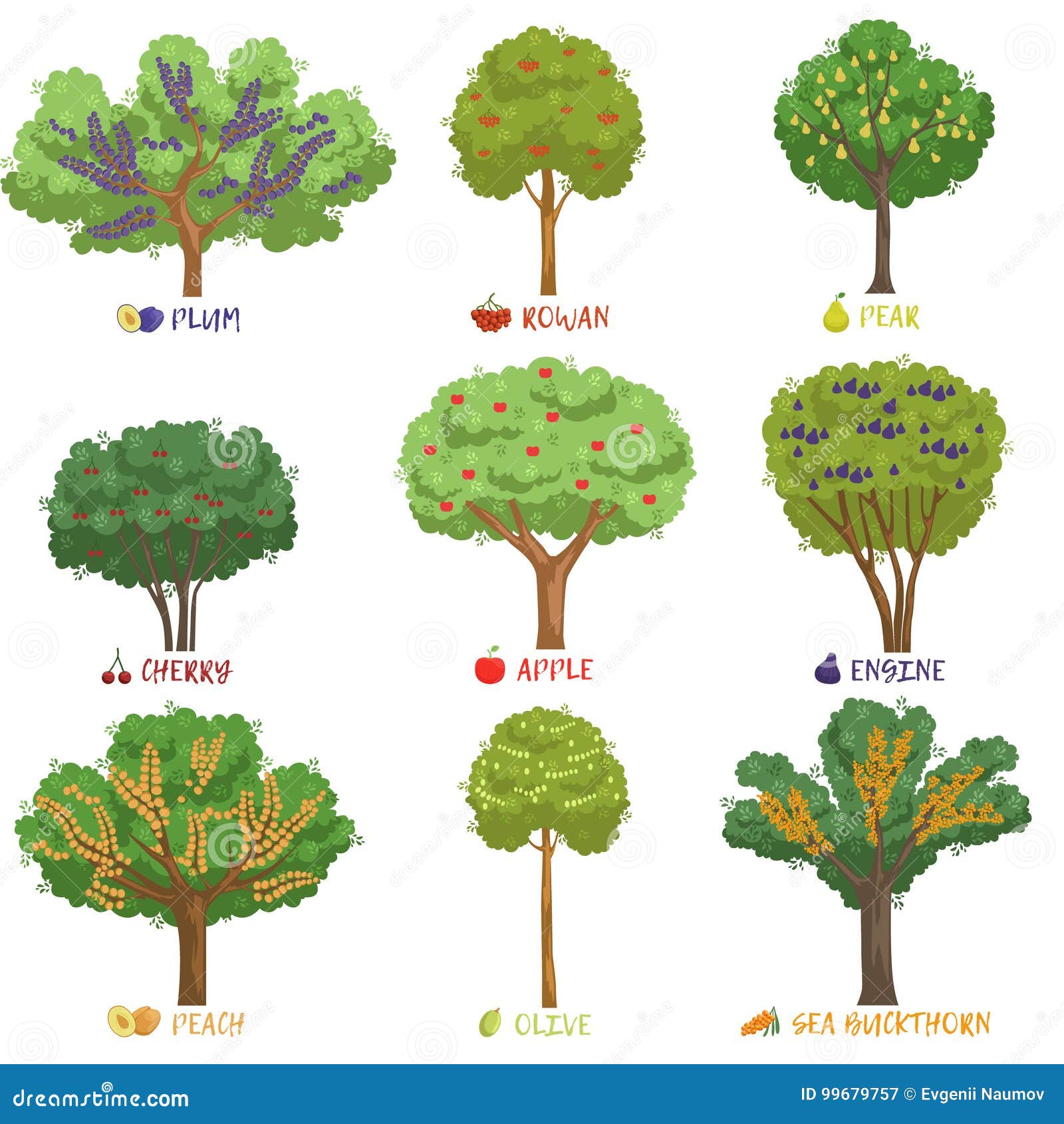 Different Types Of Trees And Their Names