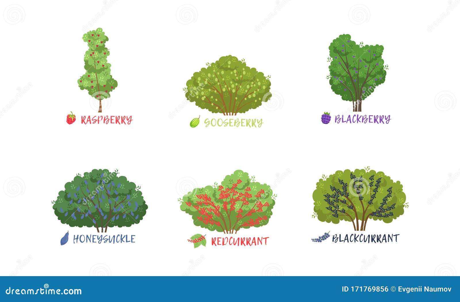Different Garden Berry Shrubs and Fruit Trees Sorts with Names ... Different Garden Berry Shrubs and Fruit Trees Sorts with Names ...