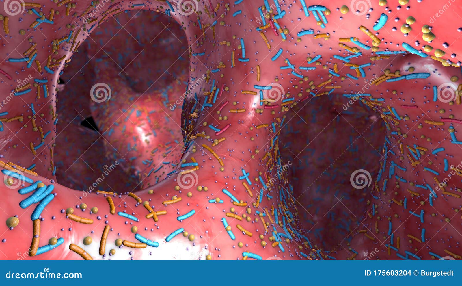 Different Germs in the Human Intestines Called Microbiota Stock ...