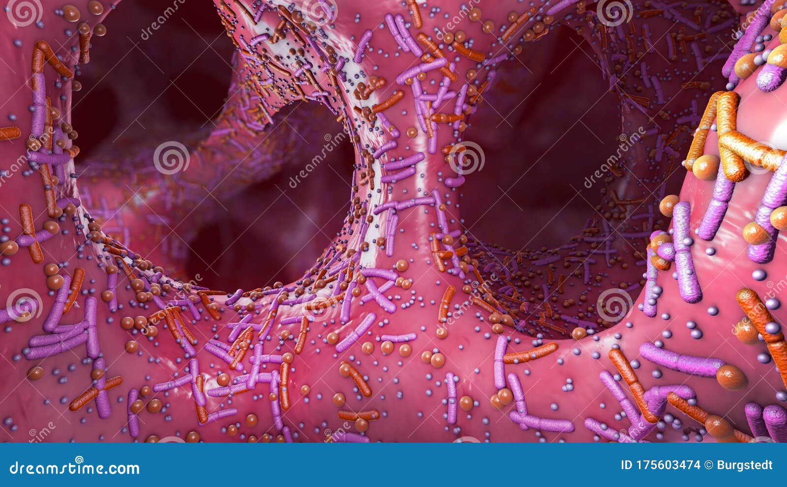Germs In The Human Intestines Called Microbiome Stock Illustration ...