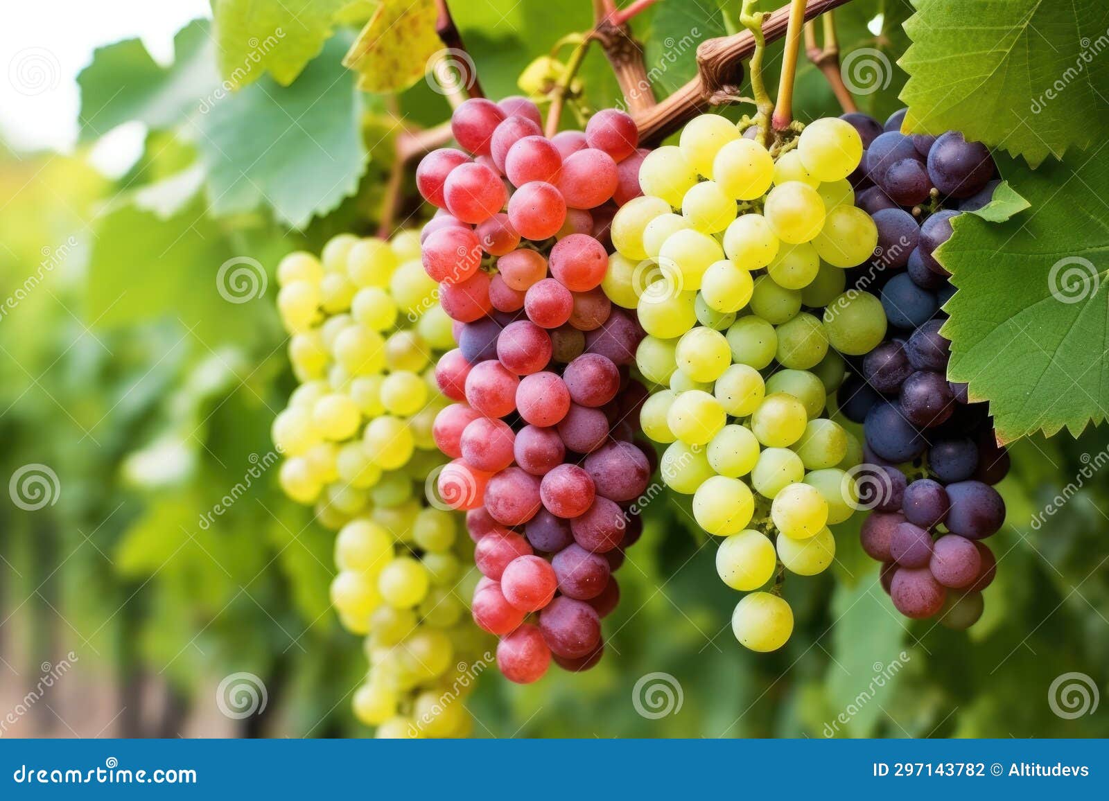 Different Grape Varieties Clustered on the Vine Stock Photo - Image of ...