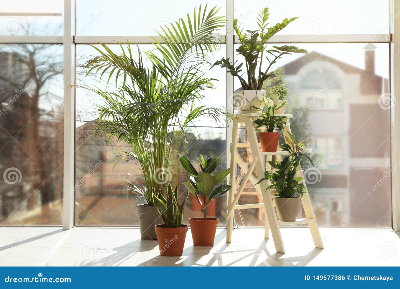 Different Green Potted Plants Near Window Stock Photo - Image of ...