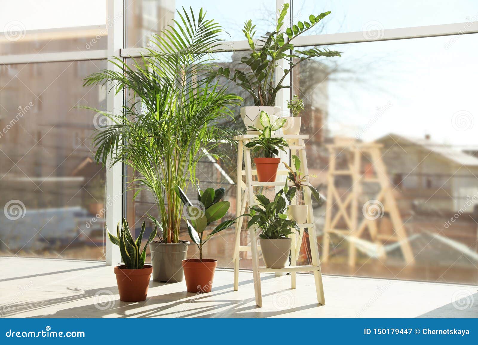 Different Green Potted Plants Near Window Stock Image - Image of green ...