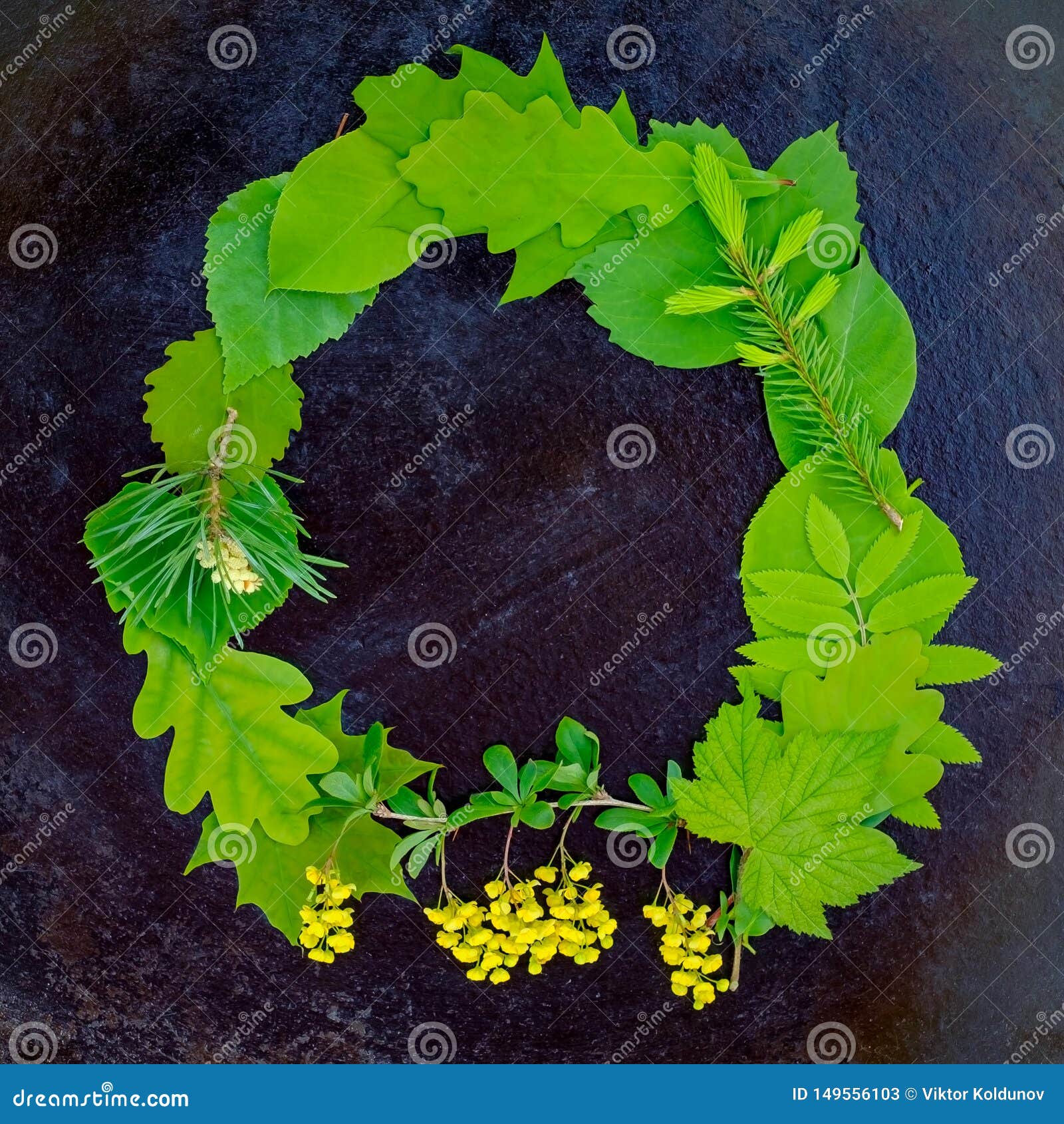 Green Tree Leaves in Circle on Black Background Stock Image - Image of ...