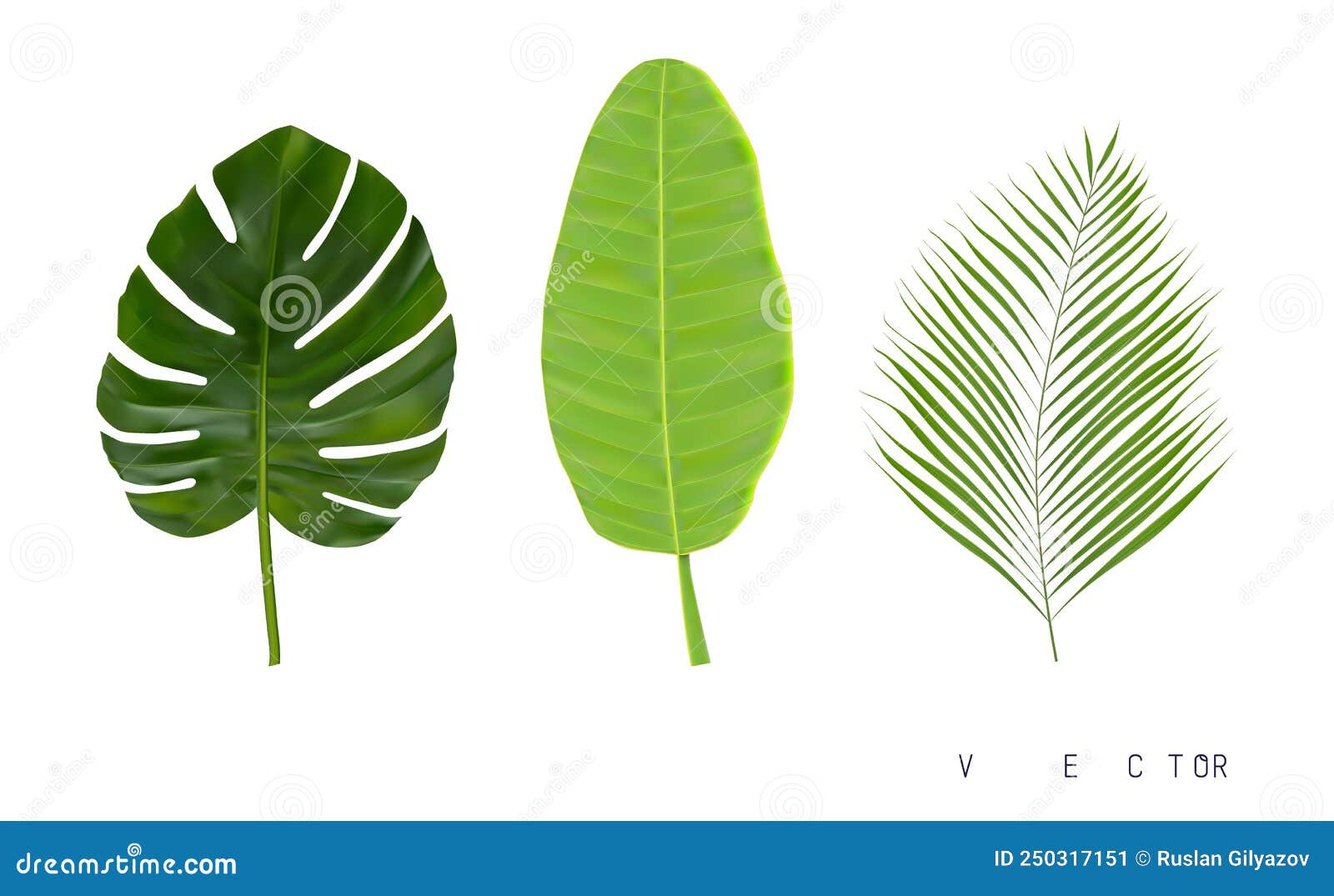 Different Green Tropical Leaves. Vector. No Trace. Stock Vector ...