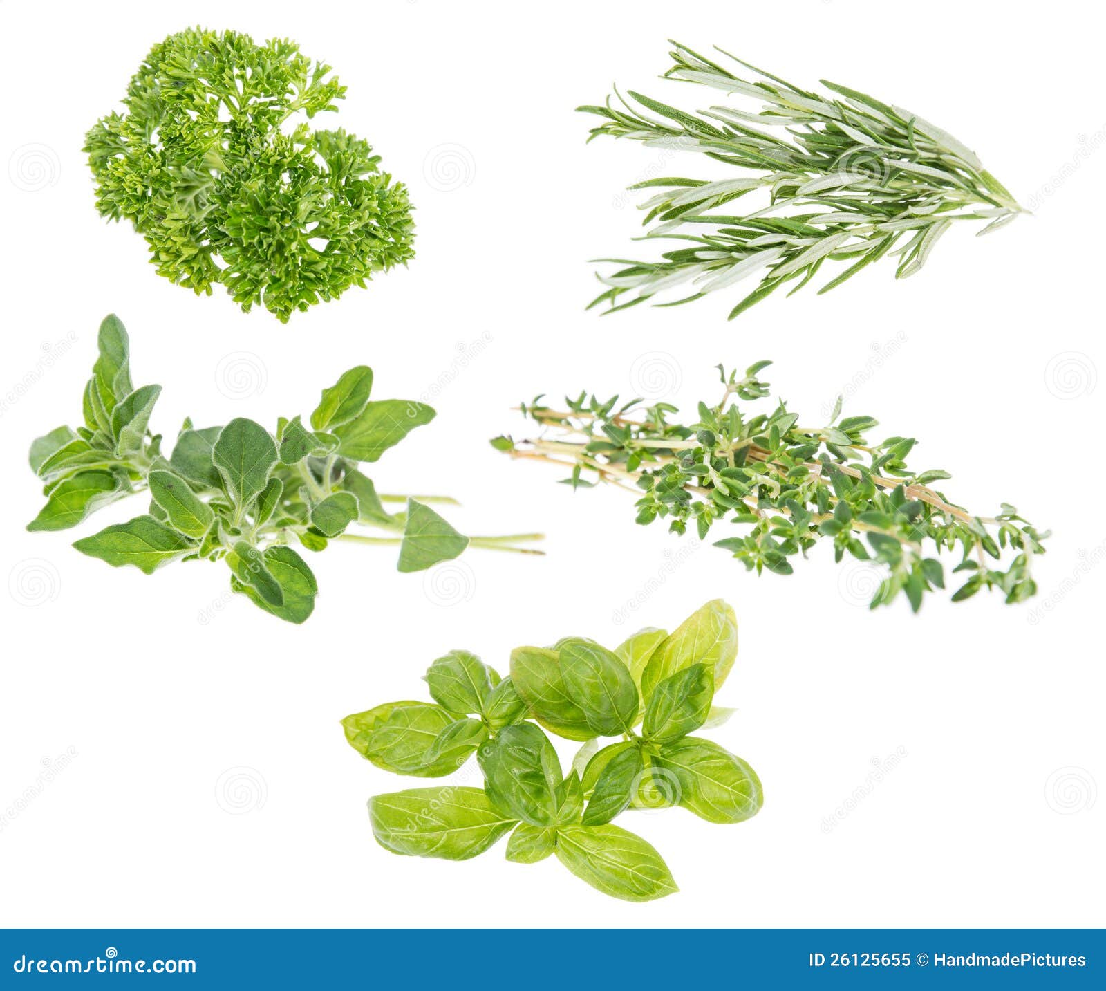Different Herbs Isolated on White Stock Image - Image of organic, group ...
