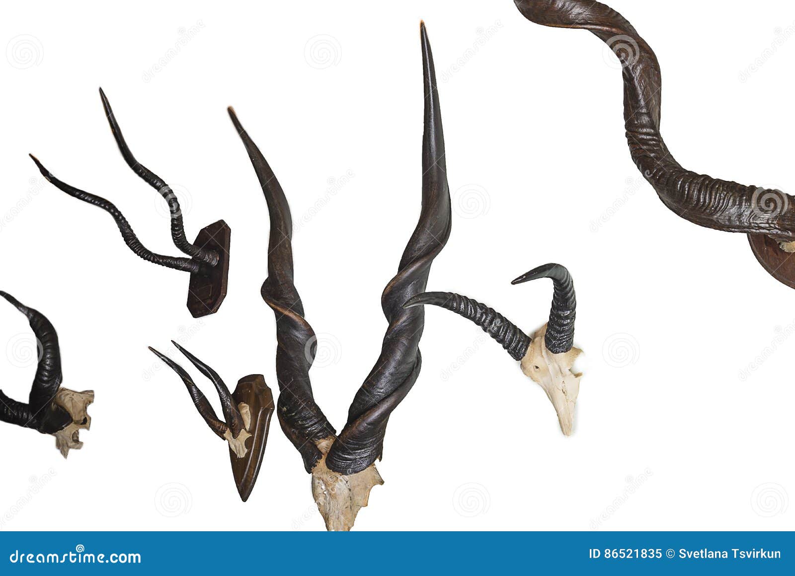 Different horns stock image. Image of africa, hunting - 86521835