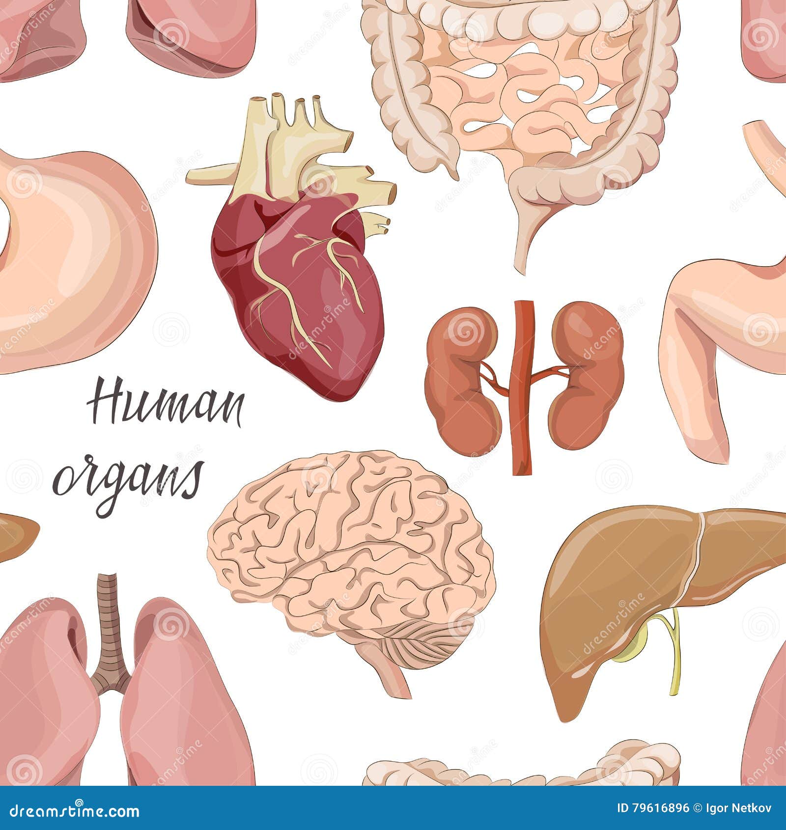 Different Human Organs Set Pattern Stock Vector - Illustration of ...