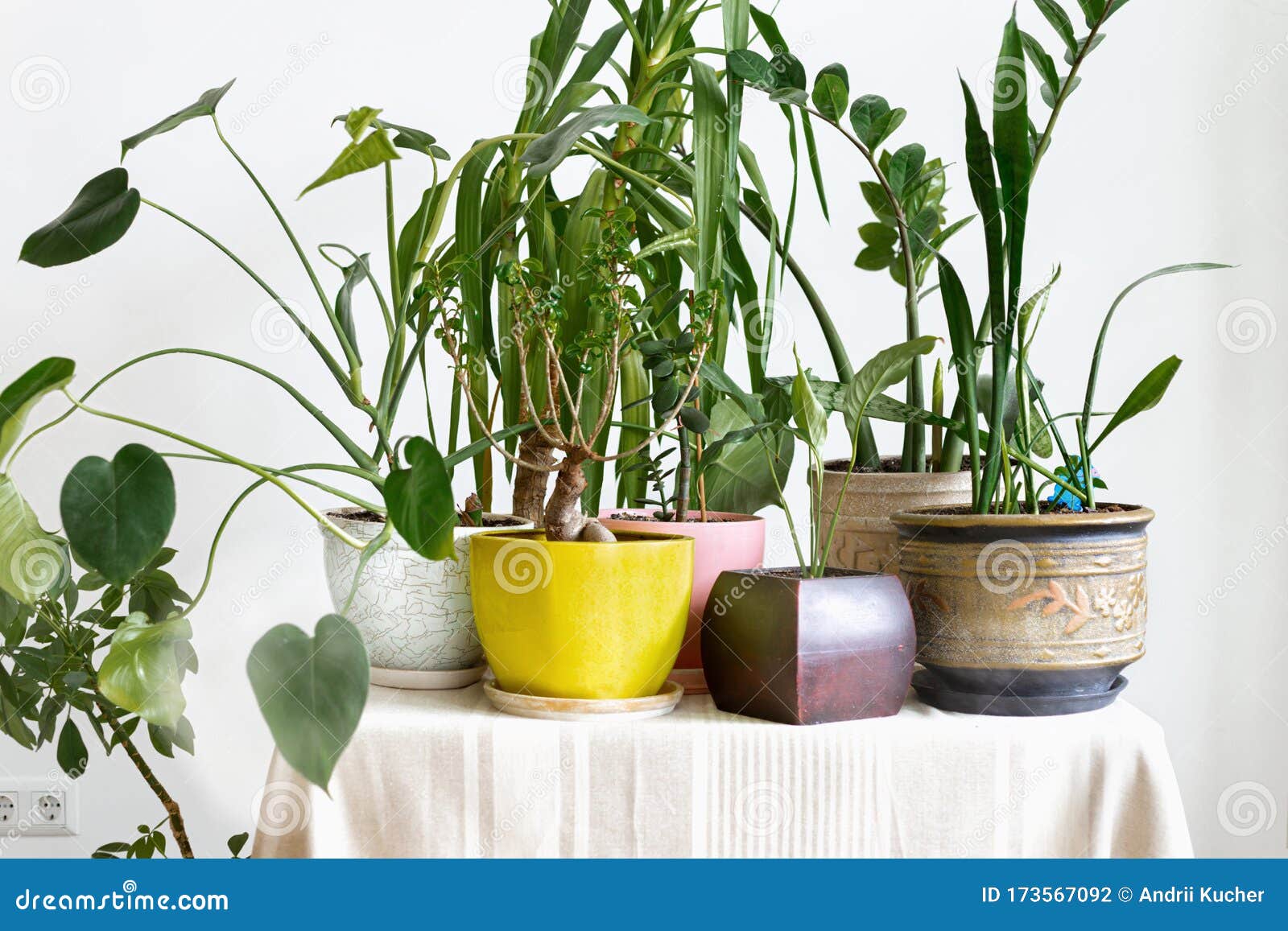 Different Indoor Plants At White Brick Wall. Trendy Home Interior Decor ...