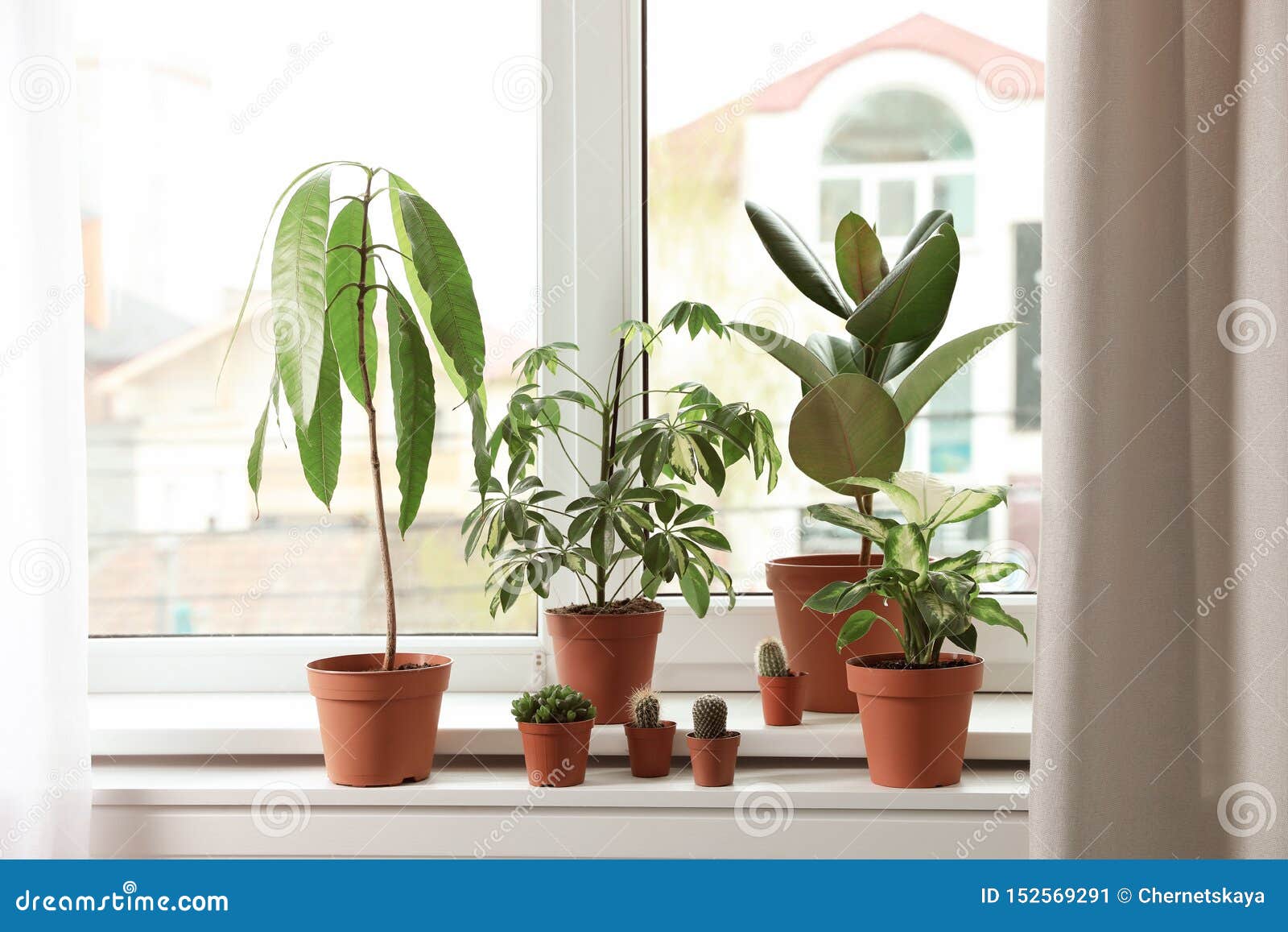 Different Indoor Plants At White Brick Wall. Trendy Home Interior Decor ...