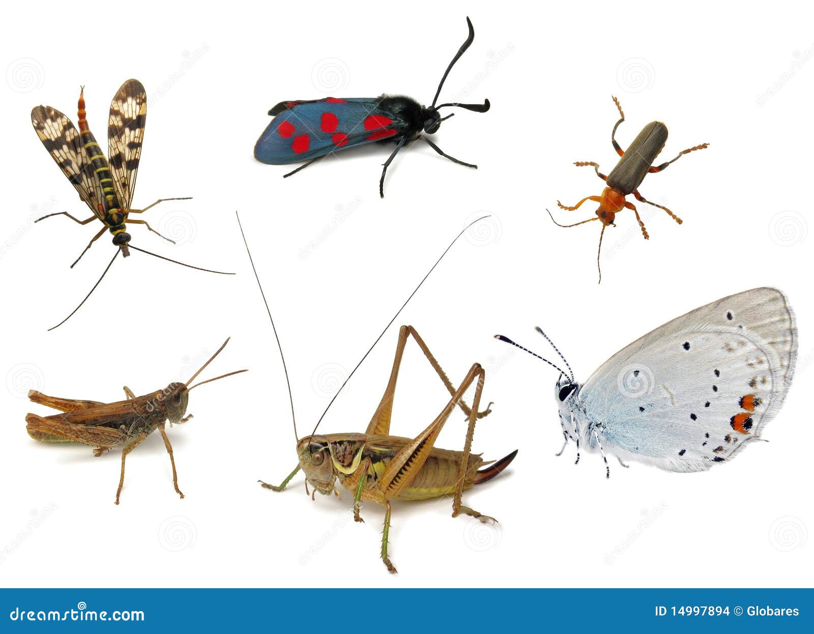 Different Insects Stock Images - Image: 14997894