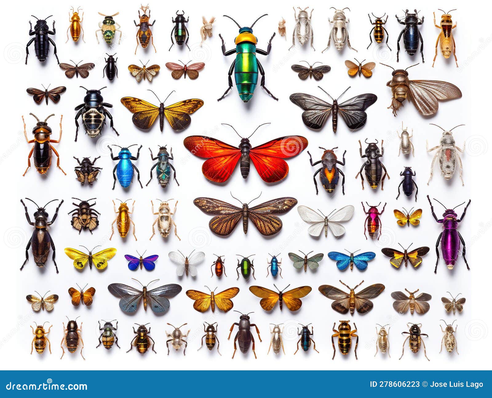 Different Insects on White Background Stock Illustration - Illustration ...