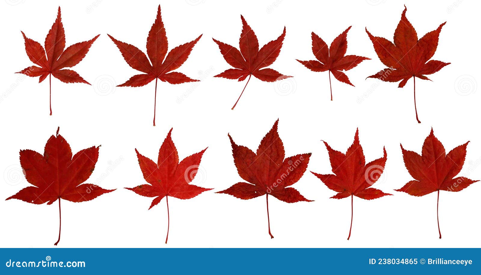 10 Different Japanese Maple Leaves on White Background Stock Image ...