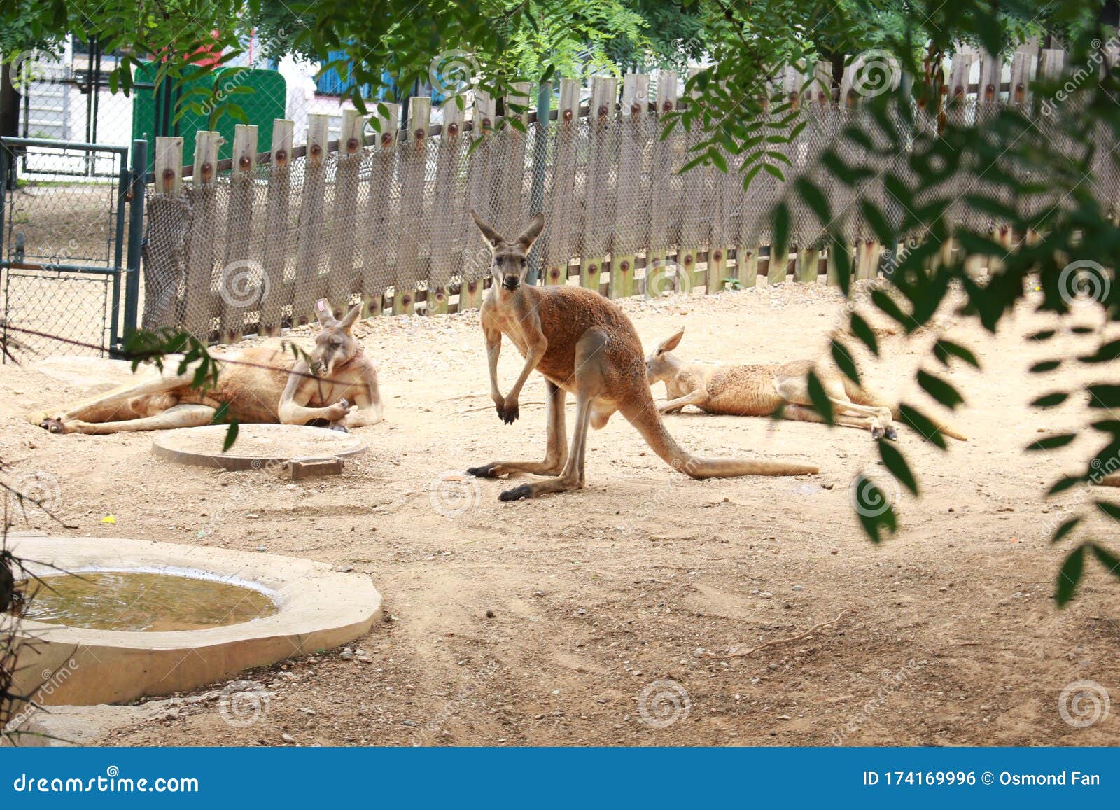 Different Kangaroos Have Different Posture Stock Photo - Image of tree ...
