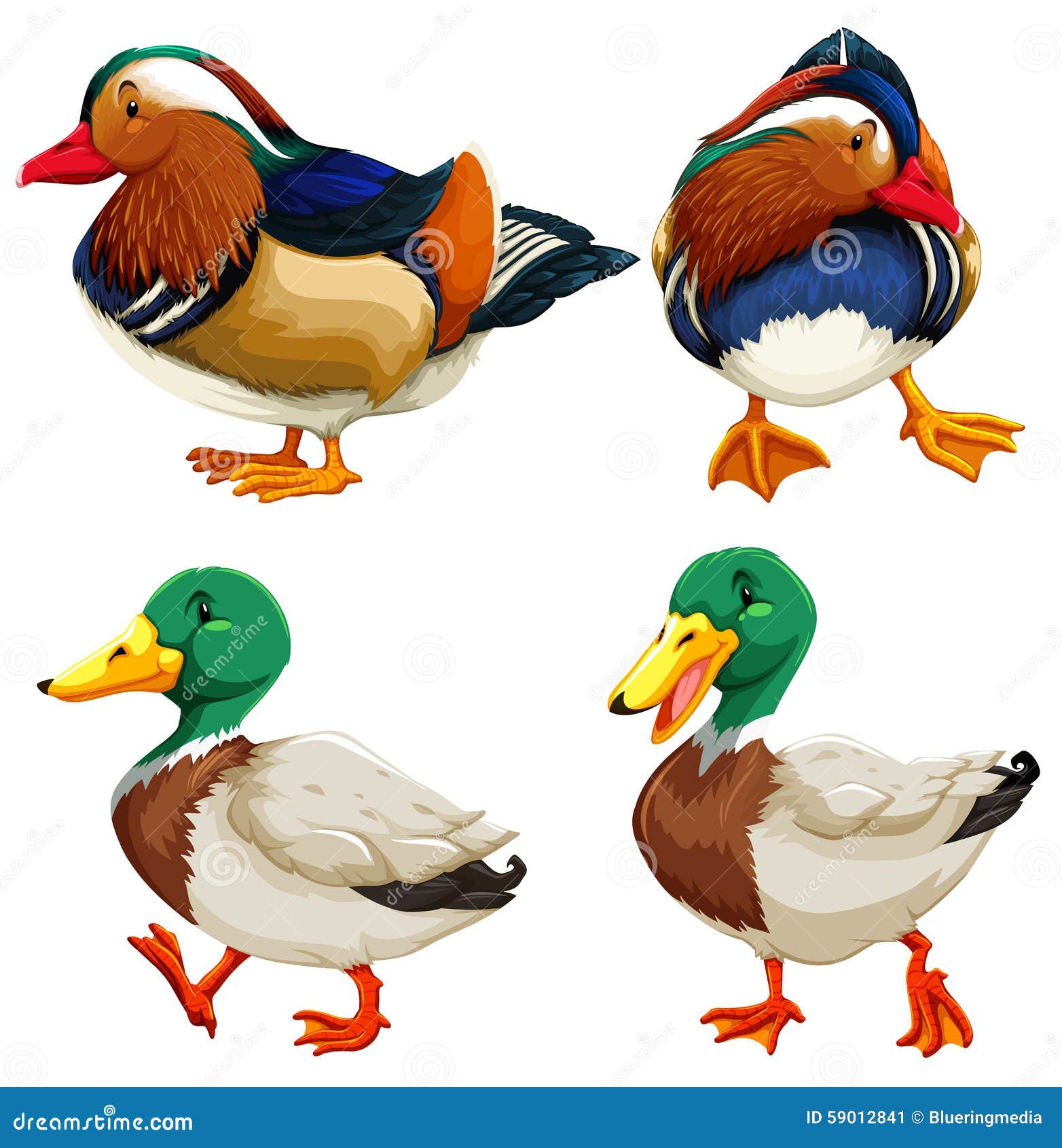 Different kind of ducks stock vector. Illustration of object - 59012841