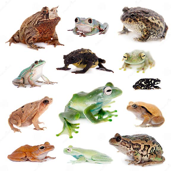 Different Kind of Frogs on White Stock Image - Image of graphic, plain ...
