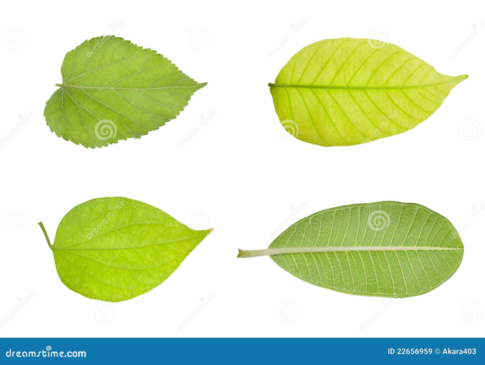 Different Kind of Green Leaves Stock Image - Image of herb, color: 22656959