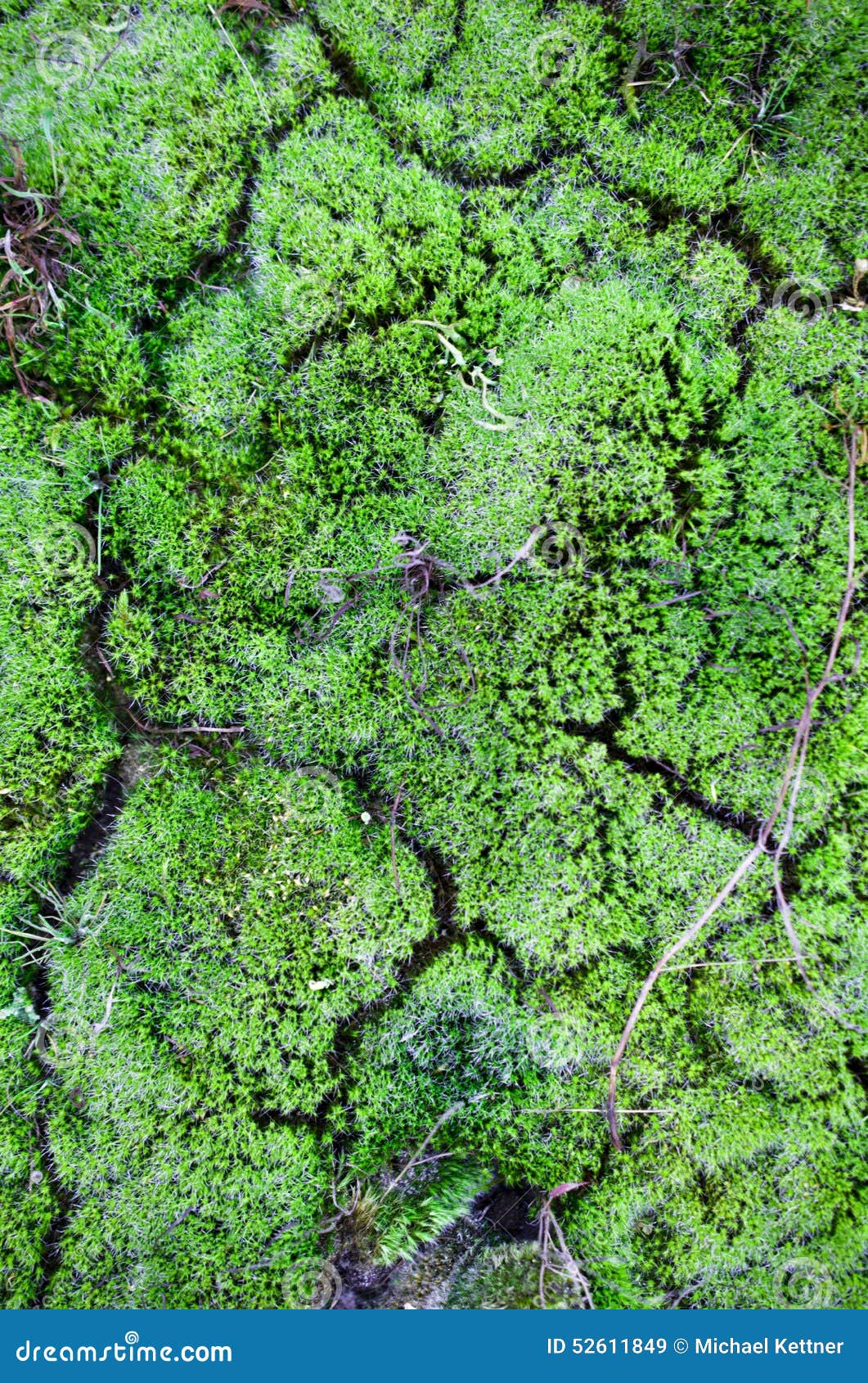 Different kind of moos stock image. Image of growth, kind - 52611849