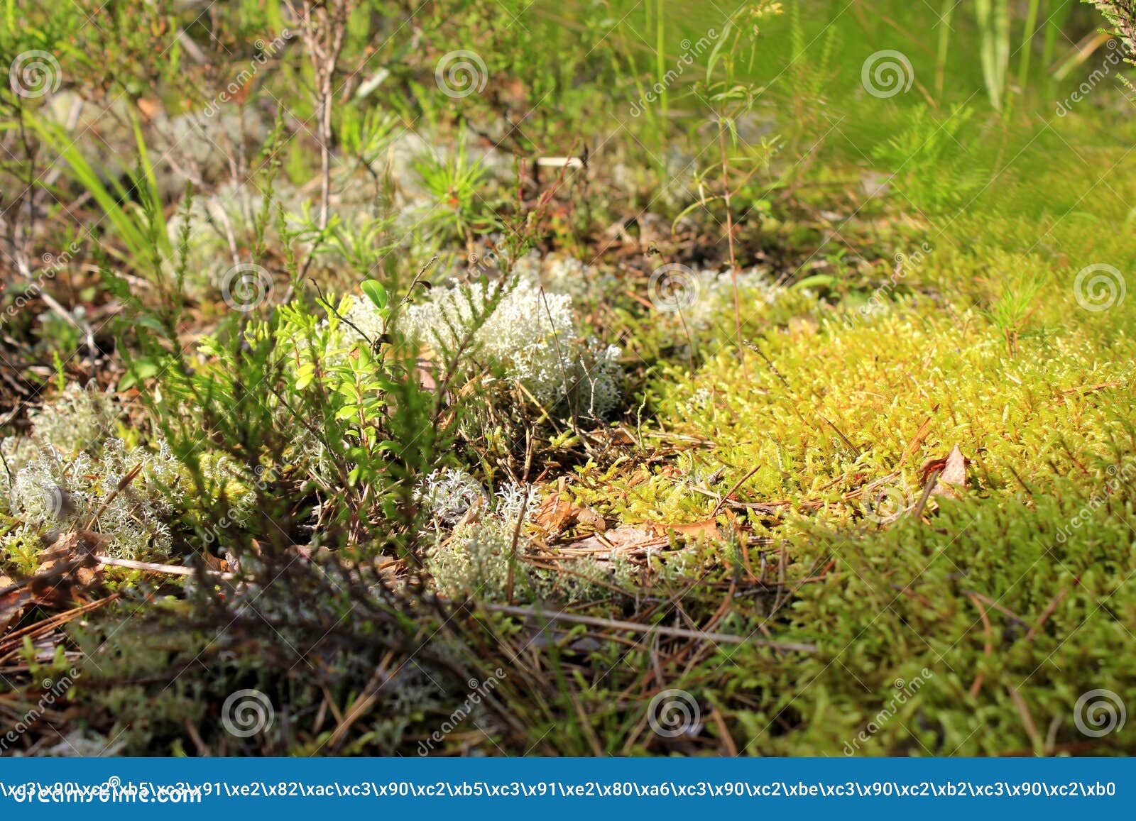 Different Kind of Moss on the Sun Stock Image - Image of fresh, flora ...