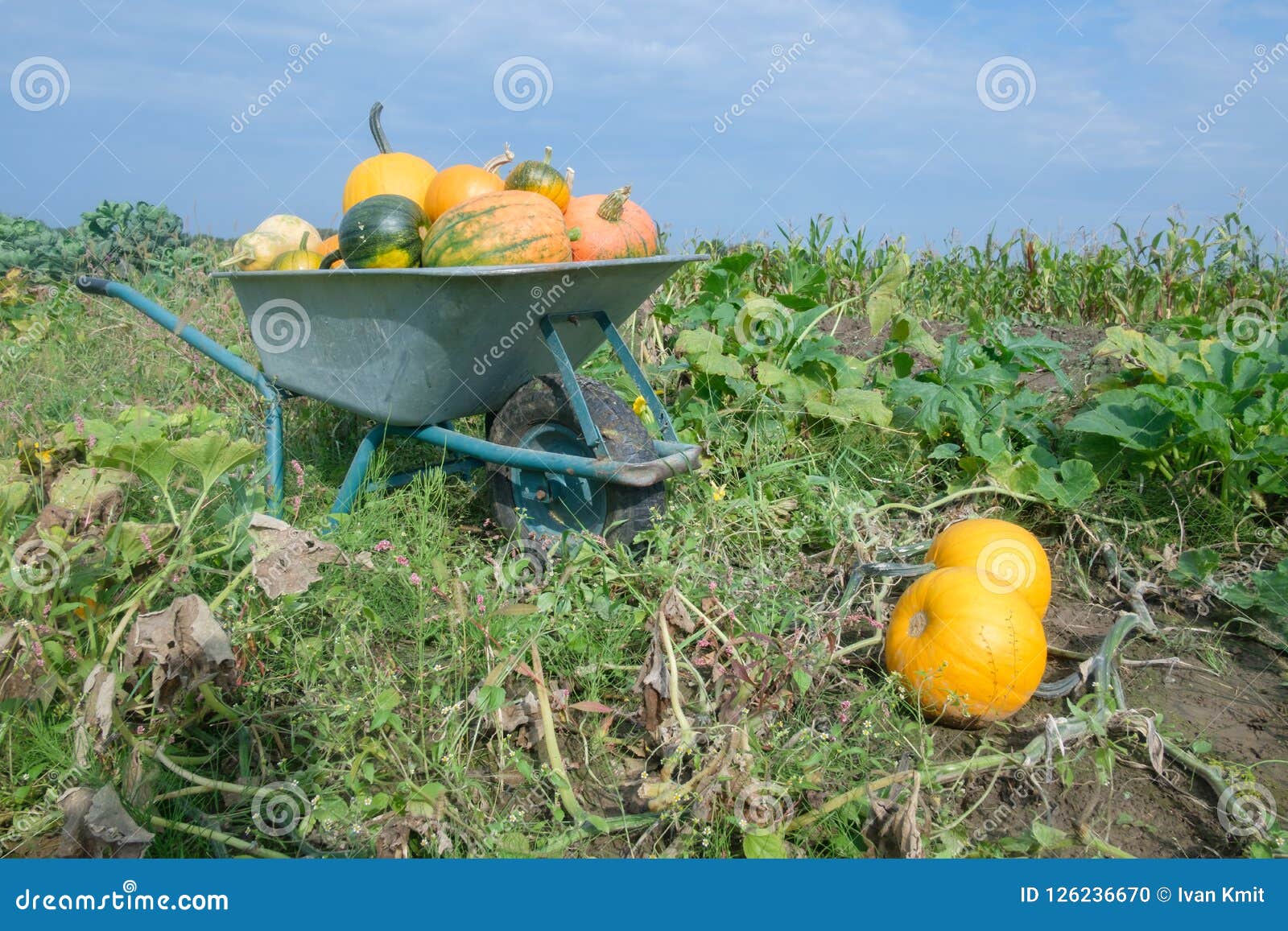 Different Kind of Pumpkins in Wheelbarrow Stock Photo - Image of garden ... Different Kind of Pumpkins in Wheelbarrow Stock Photo - Image of garden ...
