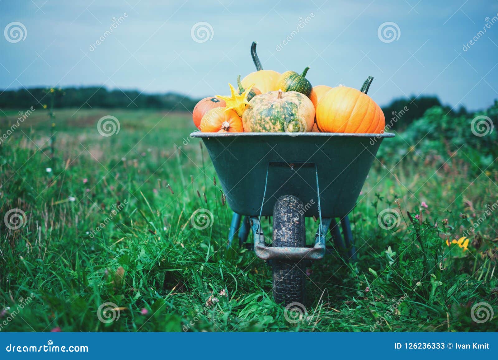 Different Kind of Pumpkins in Wheelbarrow Stock Image - Image of ... Different Kind of Pumpkins in Wheelbarrow Stock Image - Image of ...