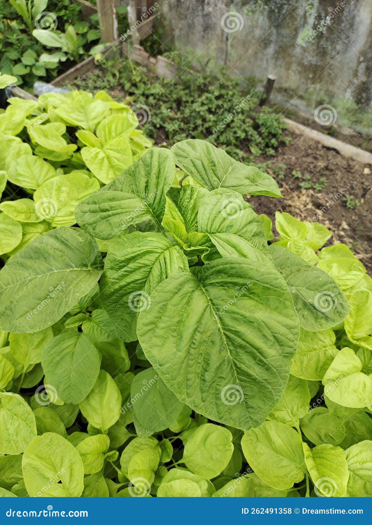 Different kind of spinach stock photo. Image of like - 262491358
