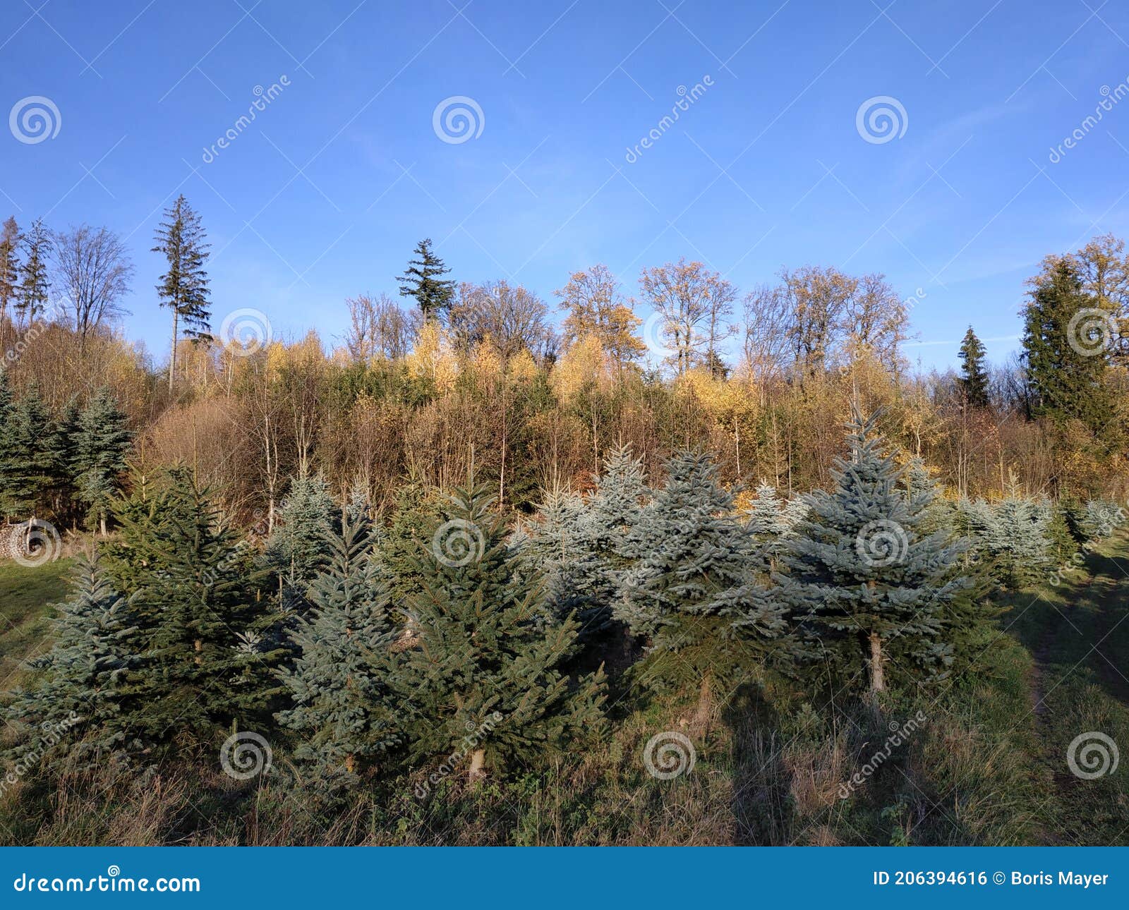 Different Kind of Trees and Blue Sky Stock Photo - Image of winter ...