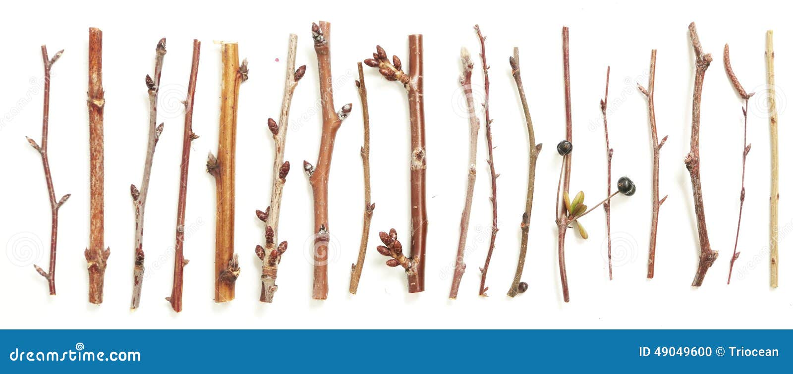Different kind of twigs stock photo. Image of border - 49049600