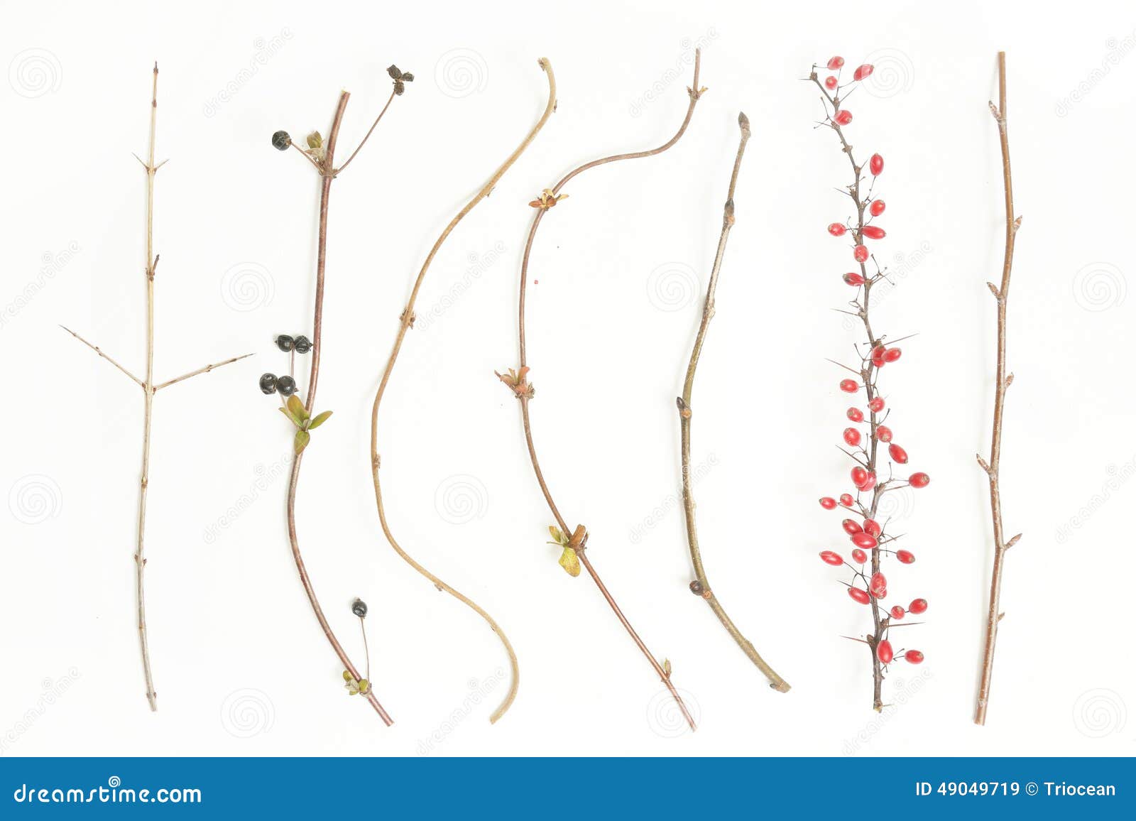 Different kind of twigs stock image. Image of brown, border - 49049719