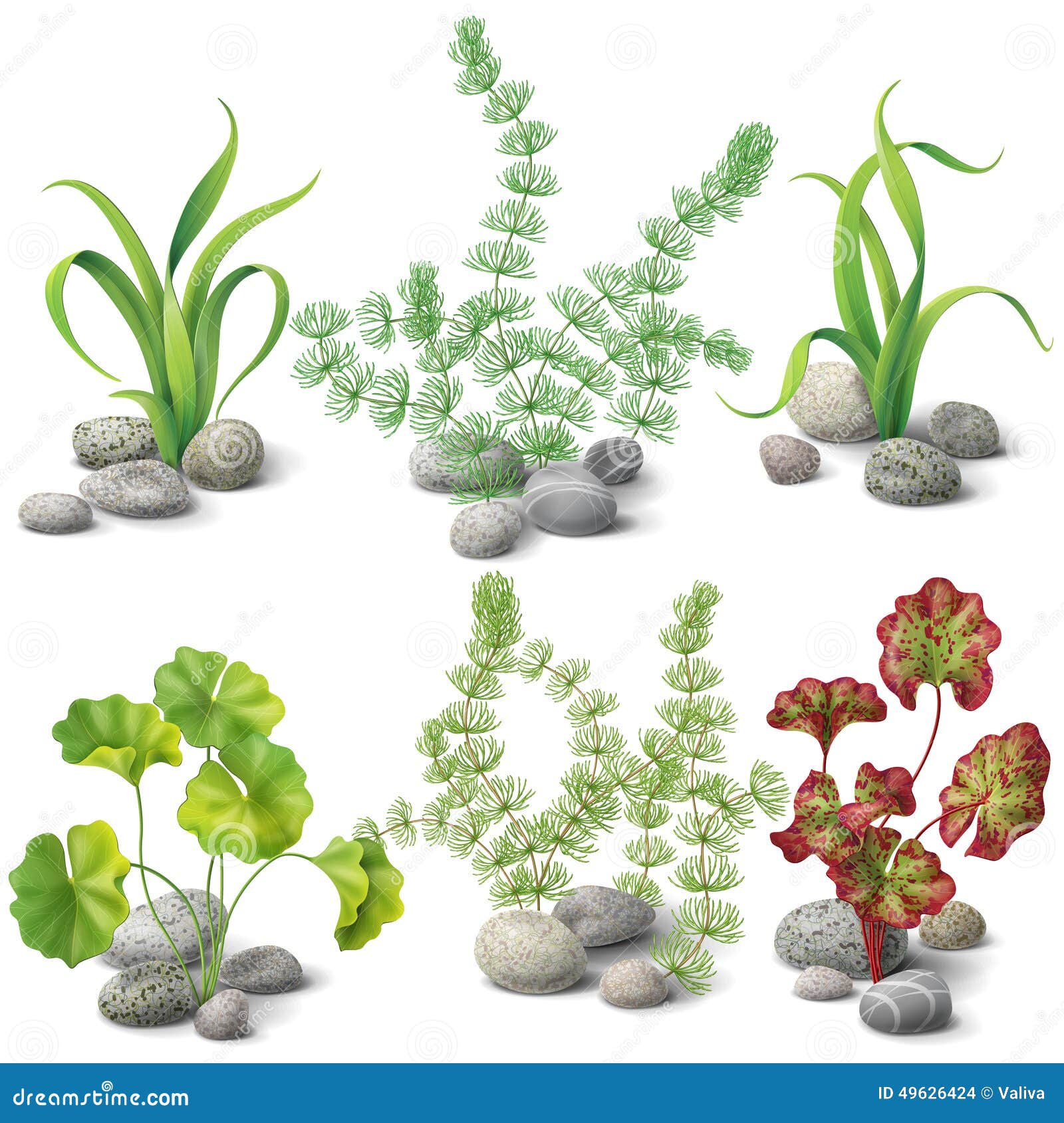 Kinds Algae Set Stock Illustrations – 9 Kinds Algae Set Stock ...