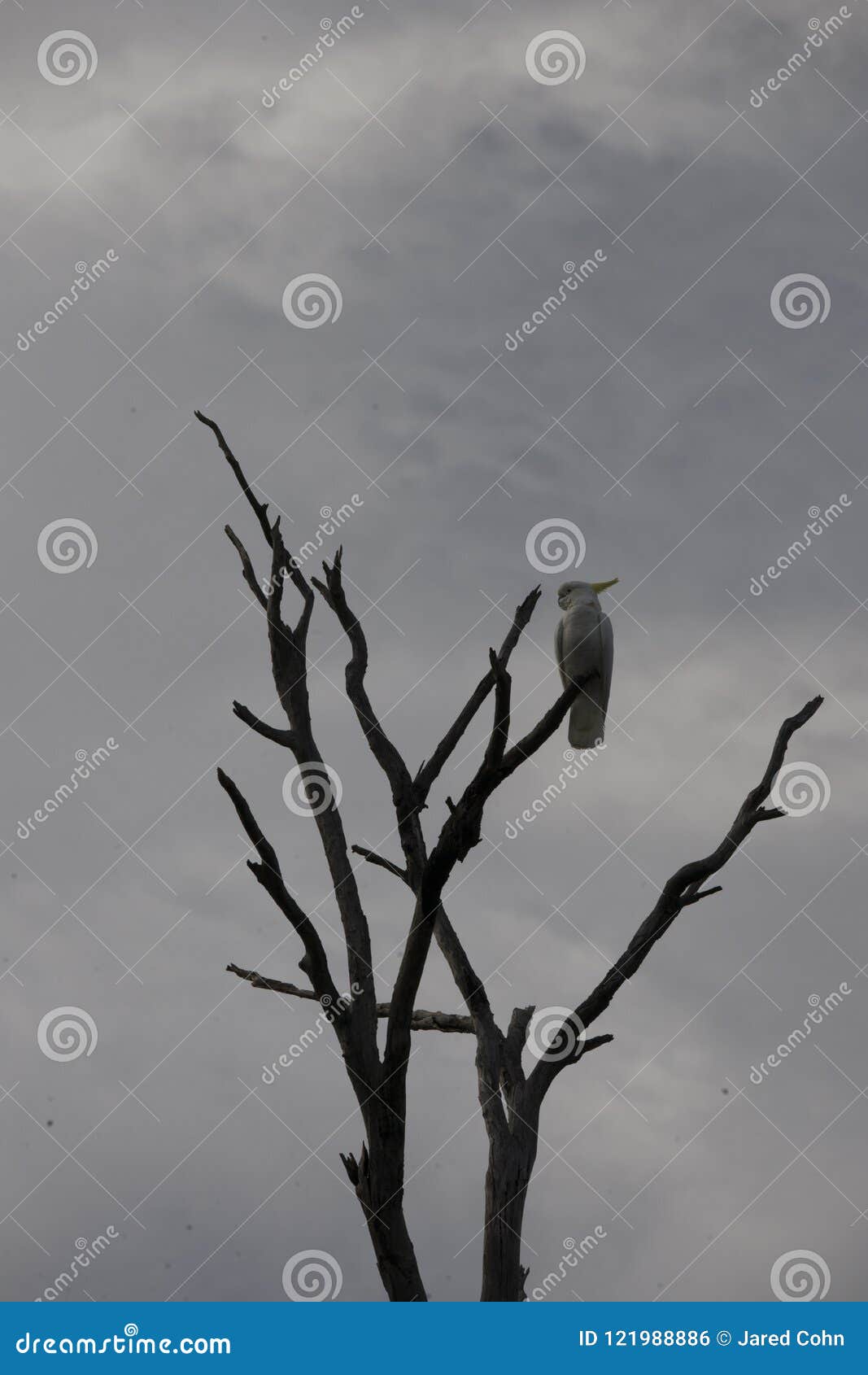 Different Kinds of Birds on a Branch Tree in Australia Stock Photo ...