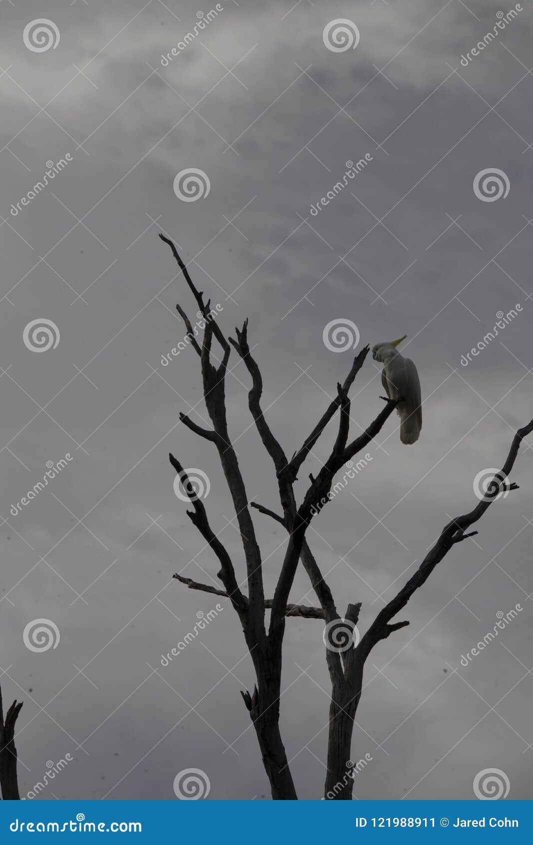 Different Kinds of Birds on a Branch Tree in Australia Stock Image ...