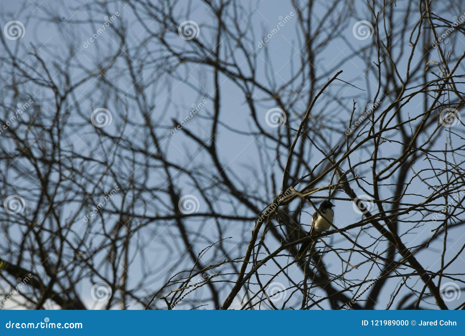 Different Kinds of Birds on a Branch Tree in Australia Stock Photo ...