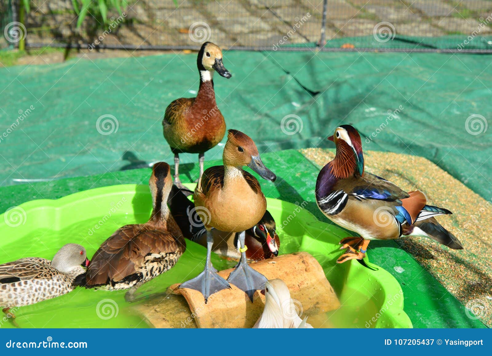 Different Kinds of Ducks in the Barnyard Stock Illustration ...